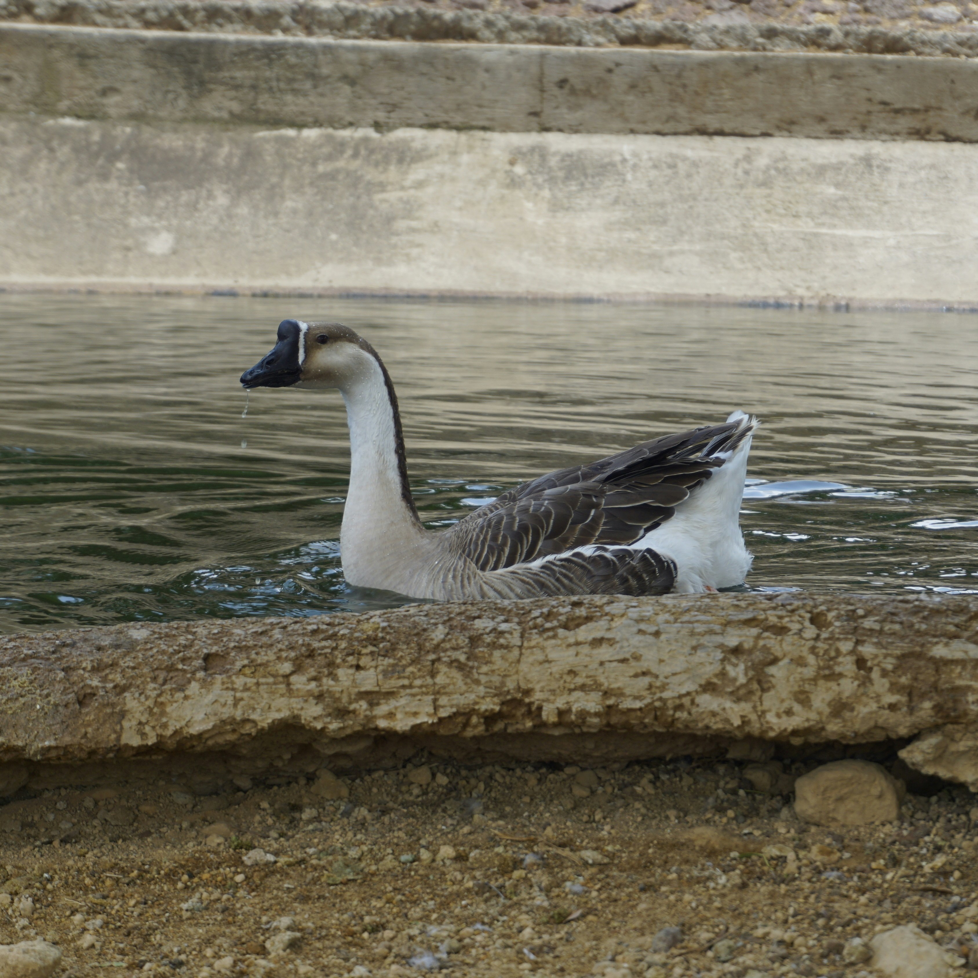 Solemn Goose at the Waterline