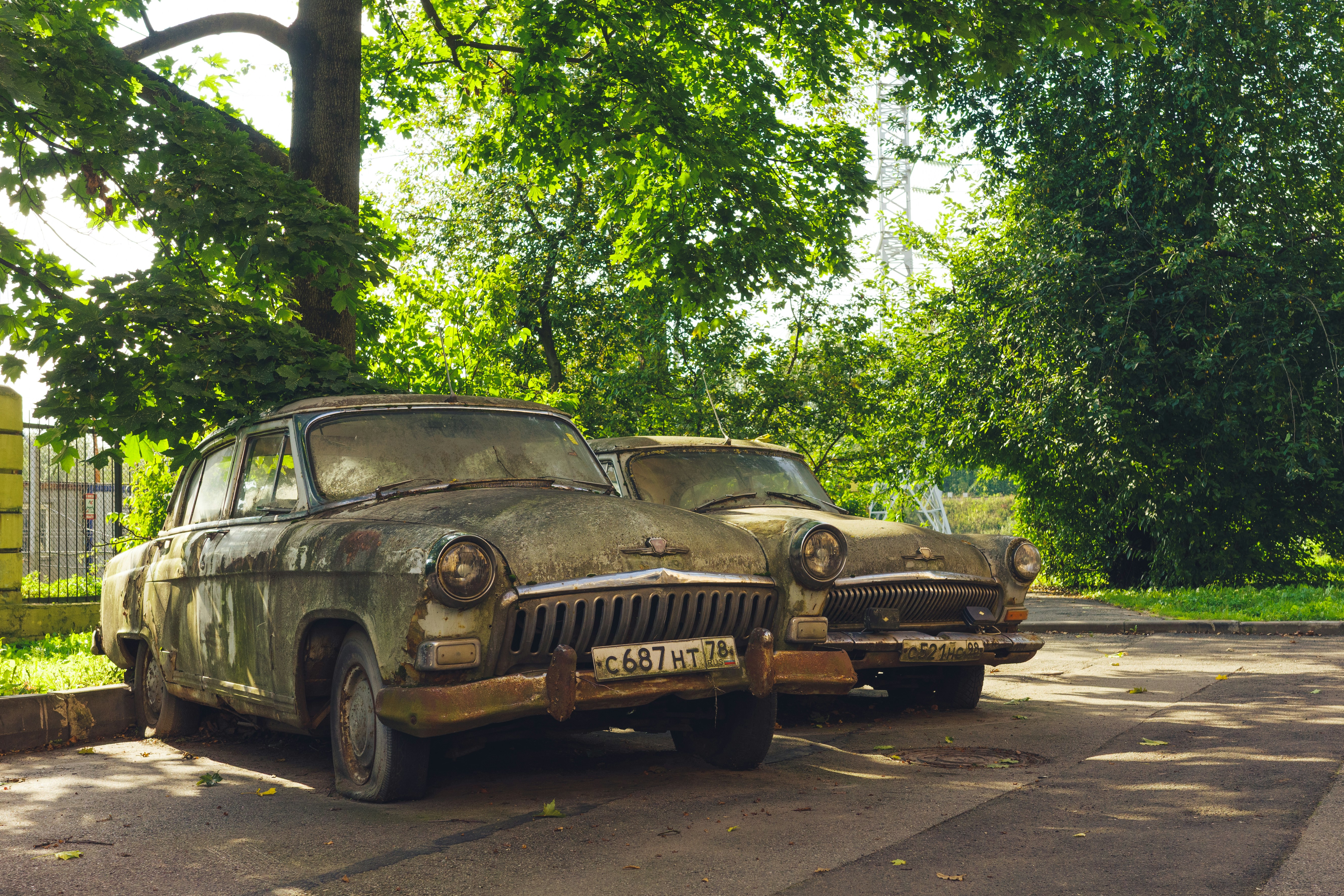 Rusting Duo: A Quiet Stand Beneath Canopy