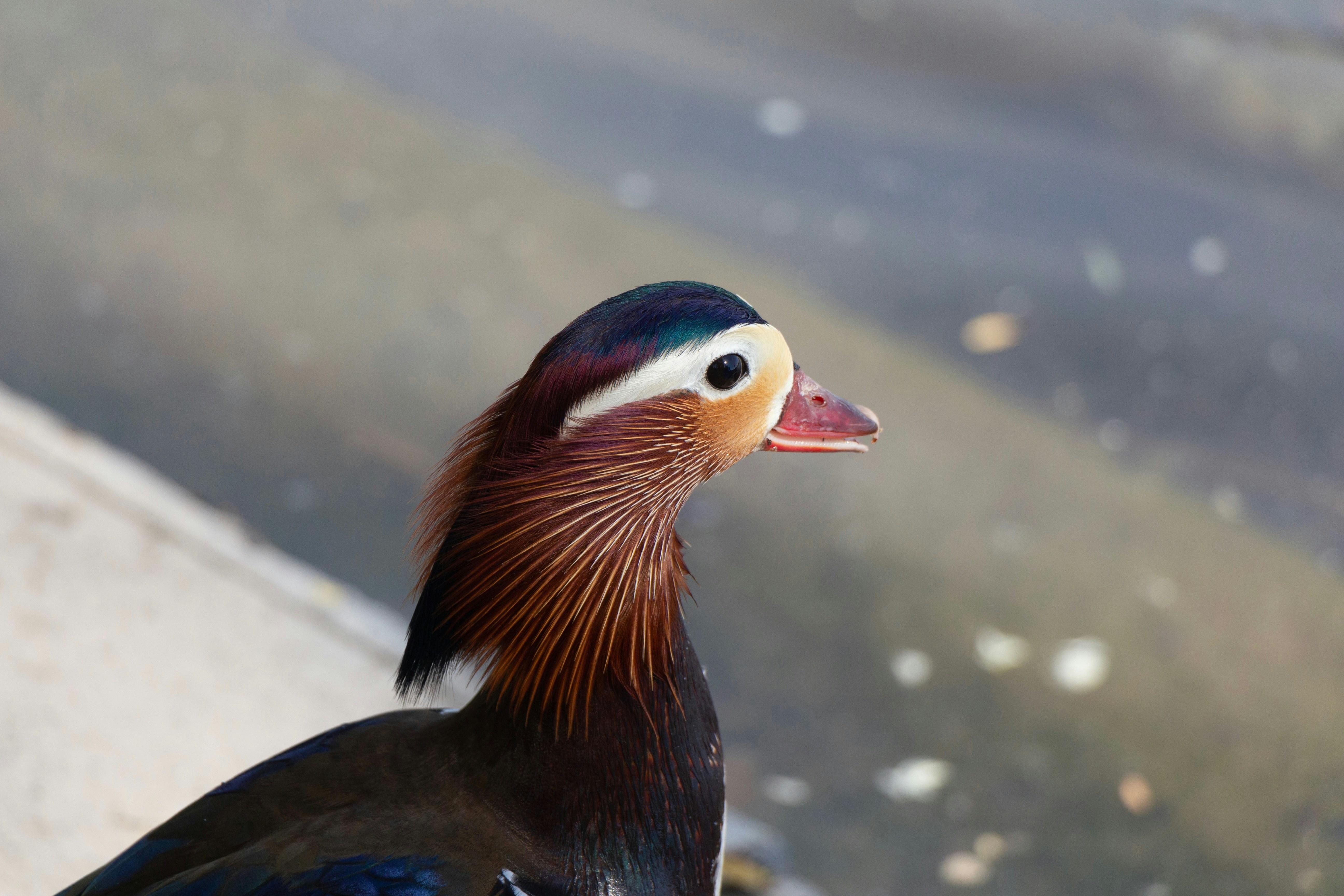 Dappled Mandarin in Quiet Pond Light