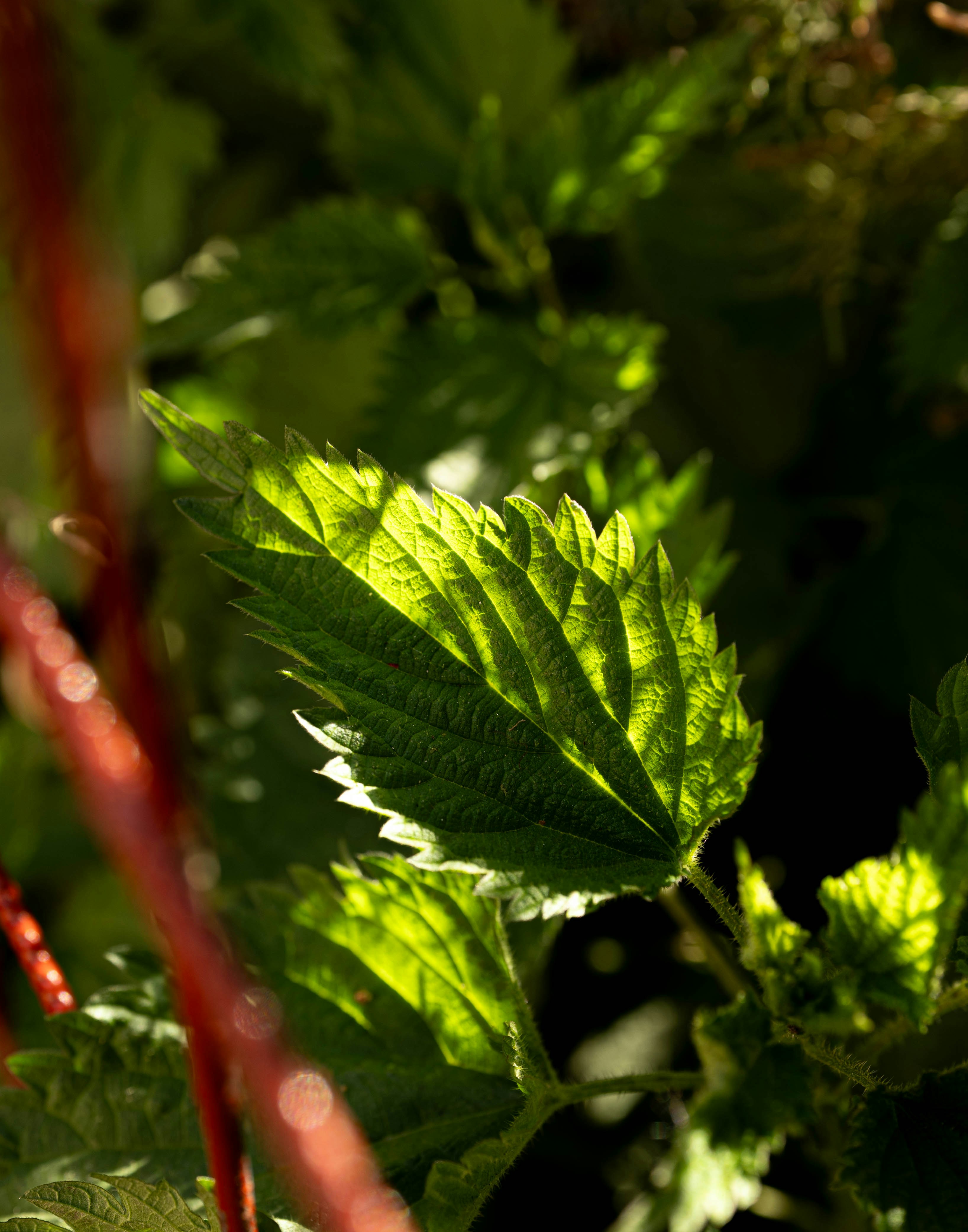 Backlit Green: A Vein-Pressed Leaf in Sunlit Detail