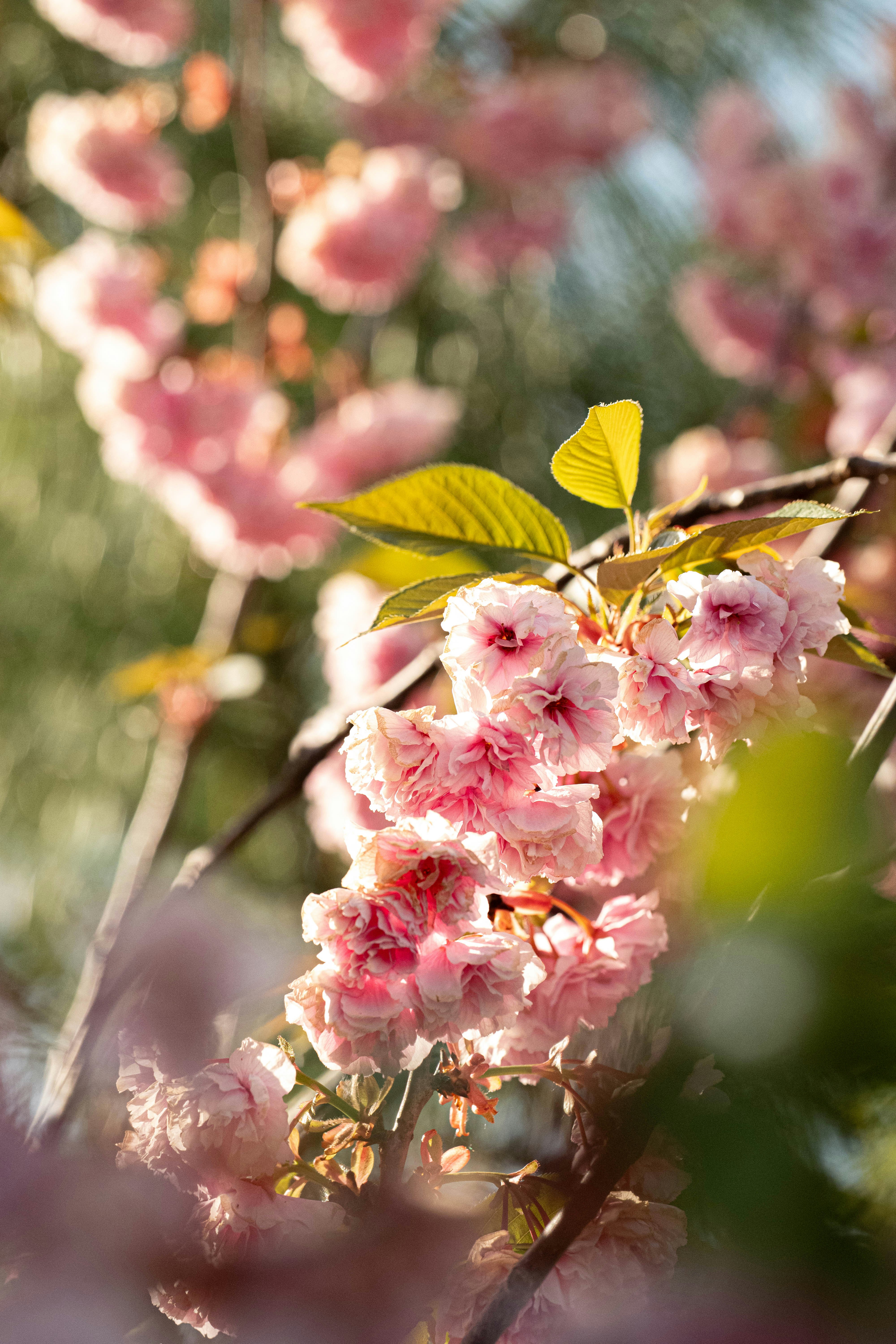 Soft Bloom Cascade: Pink Cherry Blossoms in Spring Light