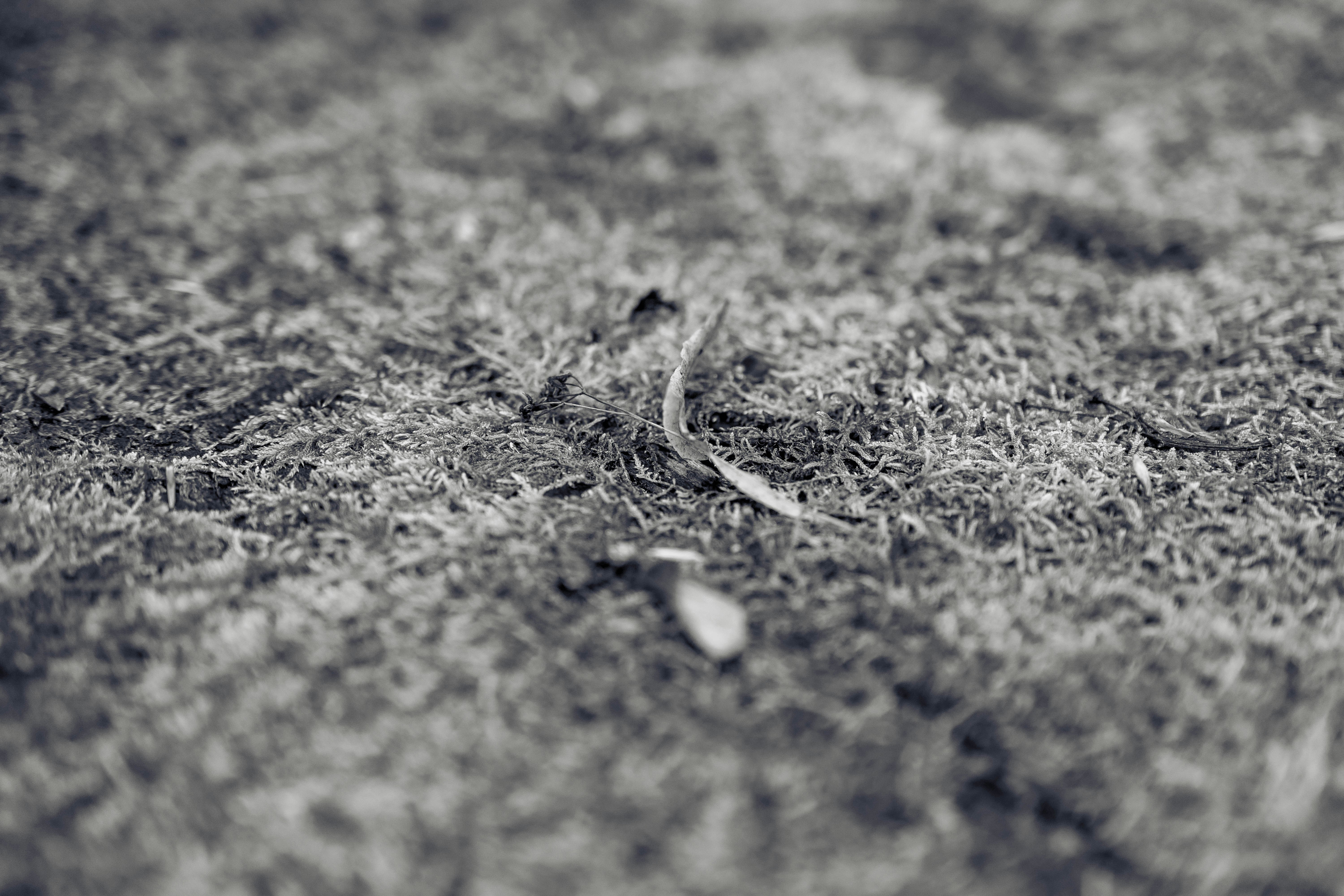 A Lone Feather on a Frosted Canvas