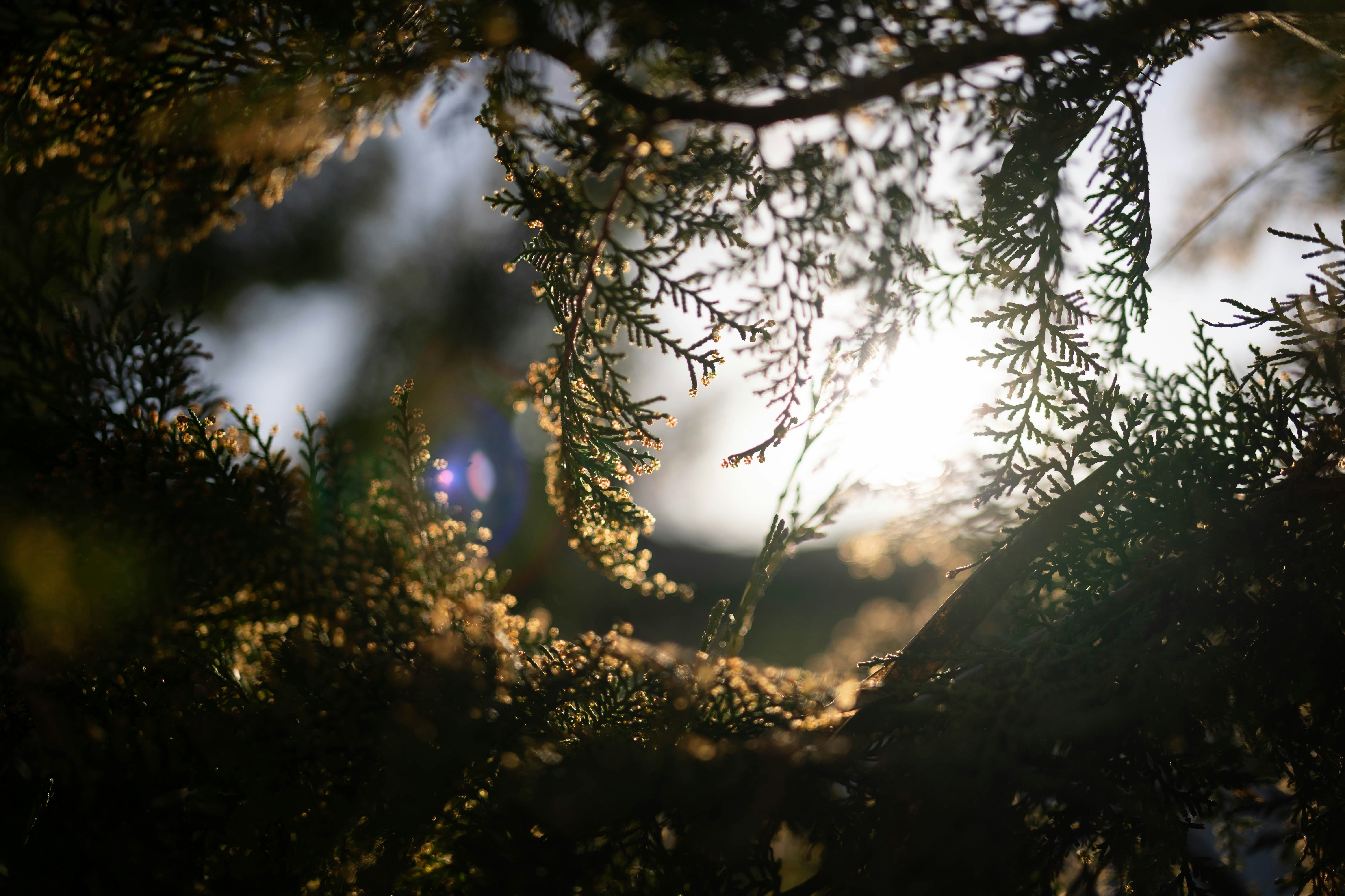 Sunlit Fern Fractals: Backlit Branches in Quiet Morning Light