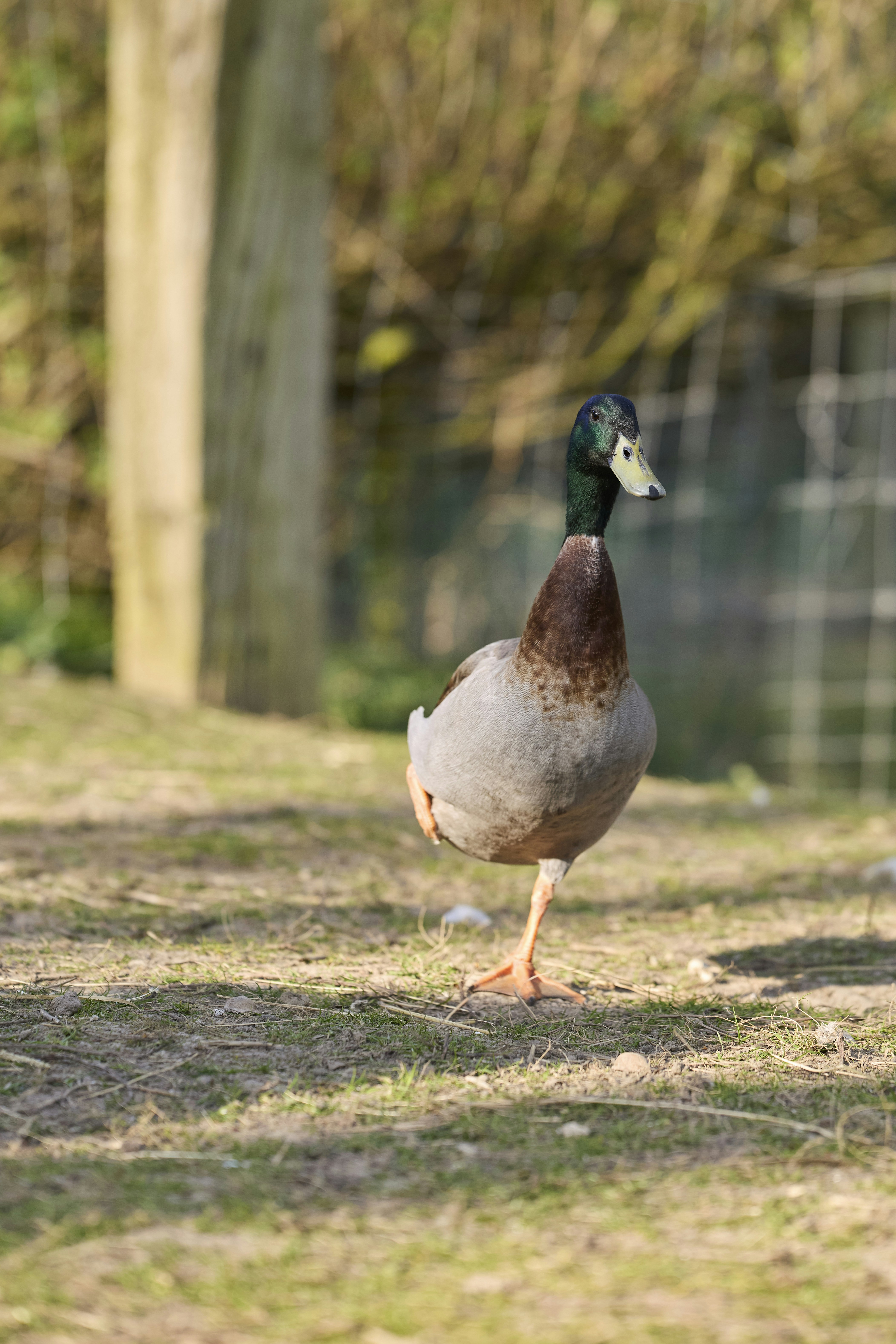 Focused Stroll: A mallard strides into the sun