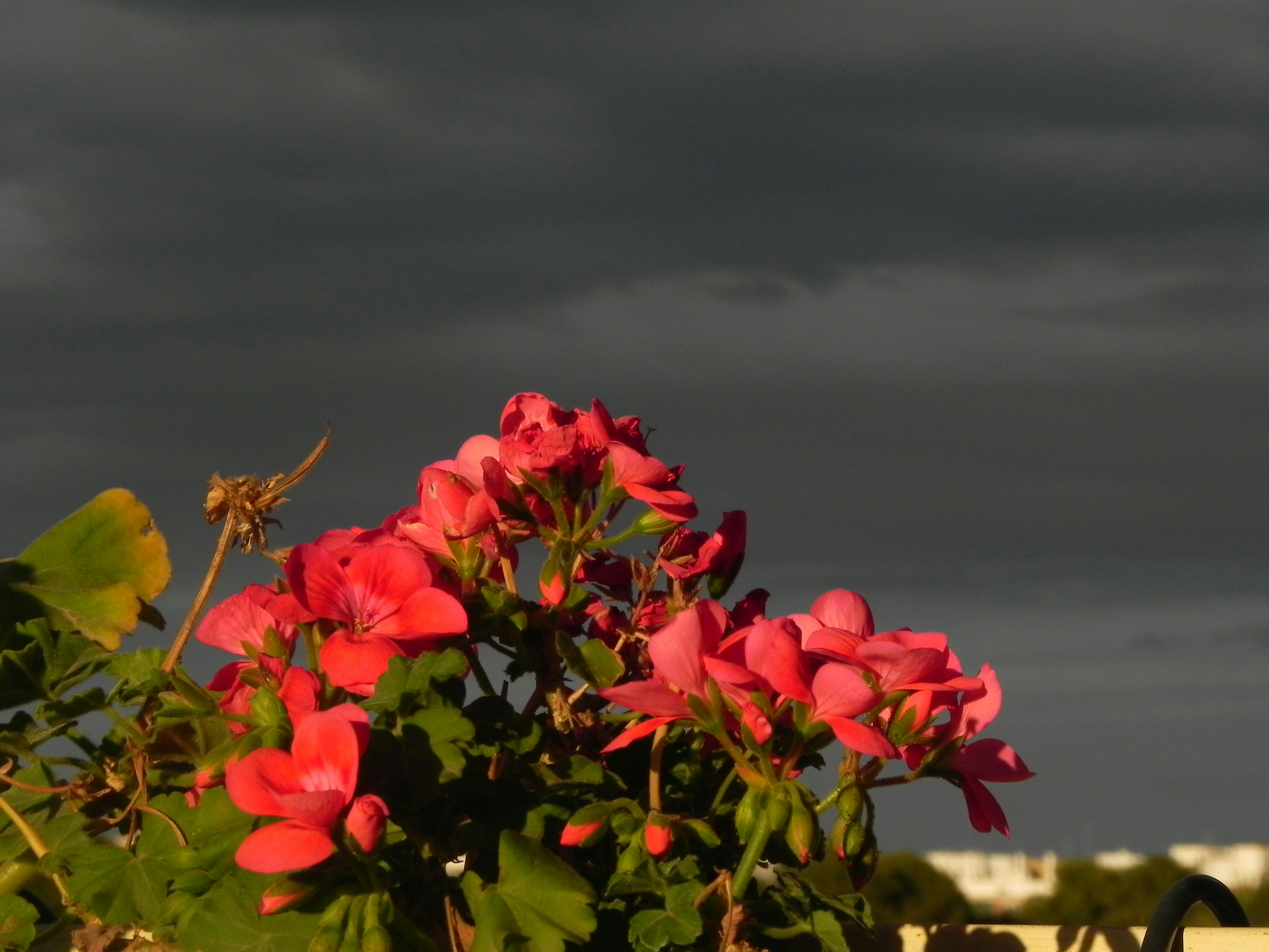 Vivid Coral Blooms Against A Stormy Sky