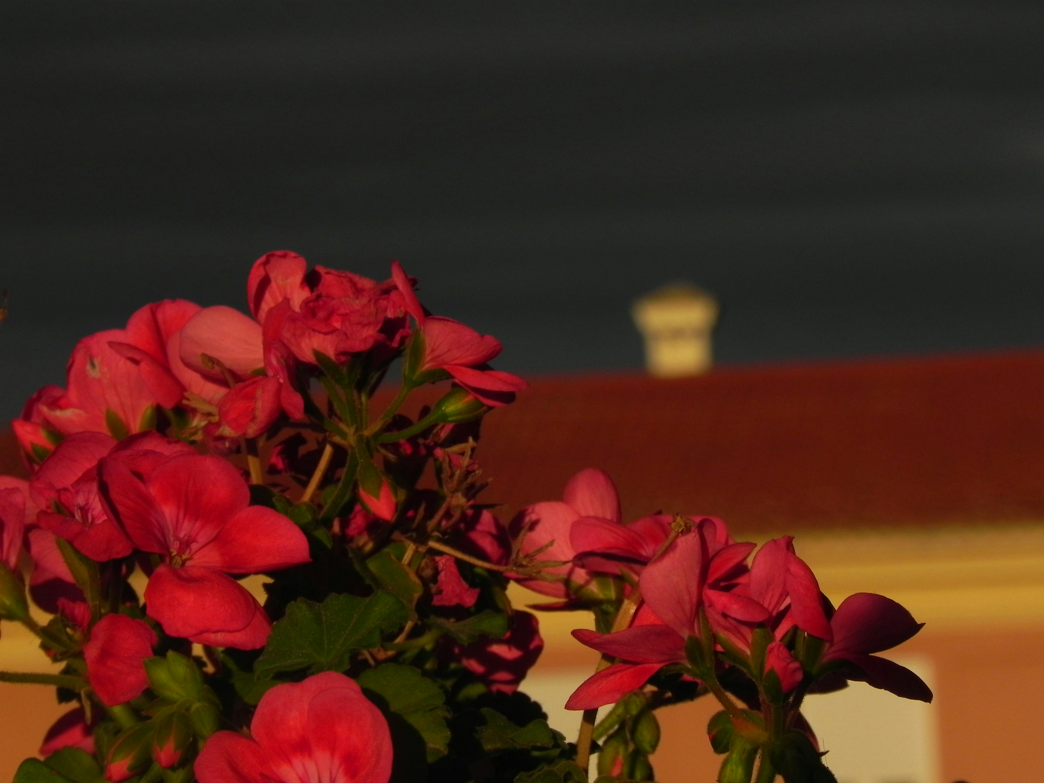 Red Bouquets at Dusk: A Vibrant Flower Crest Against a City Backdrop