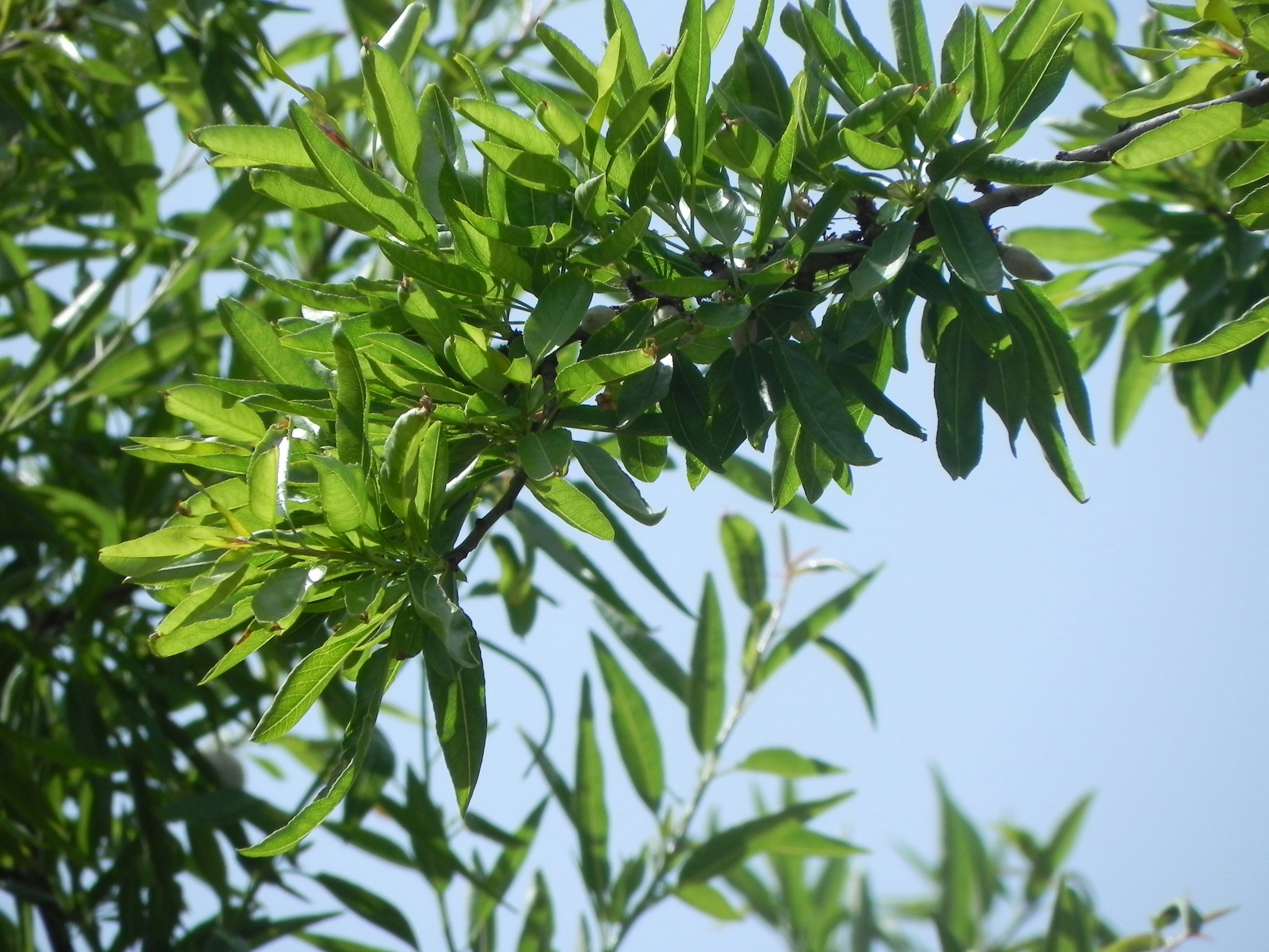 Sunlit Laurel canopy: crisp leaves against a clear blue sky