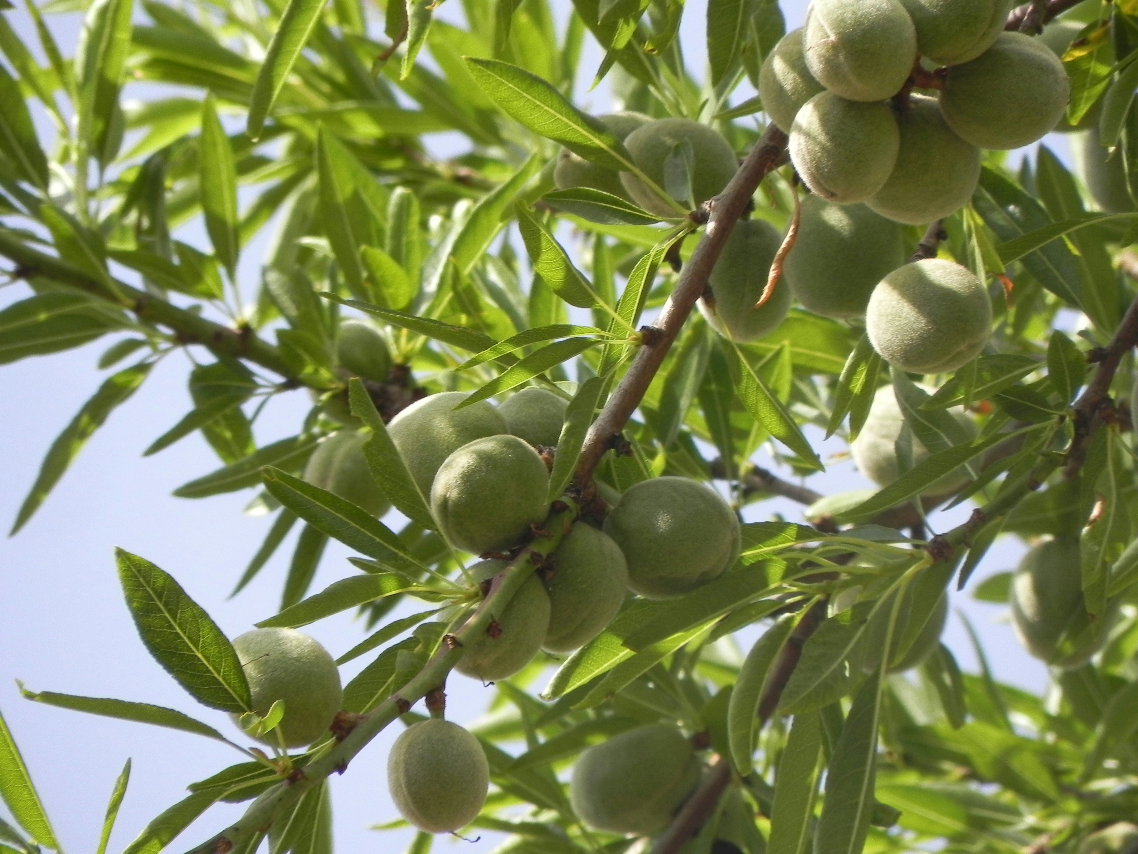 Green Orbs in Sunlit Orchard