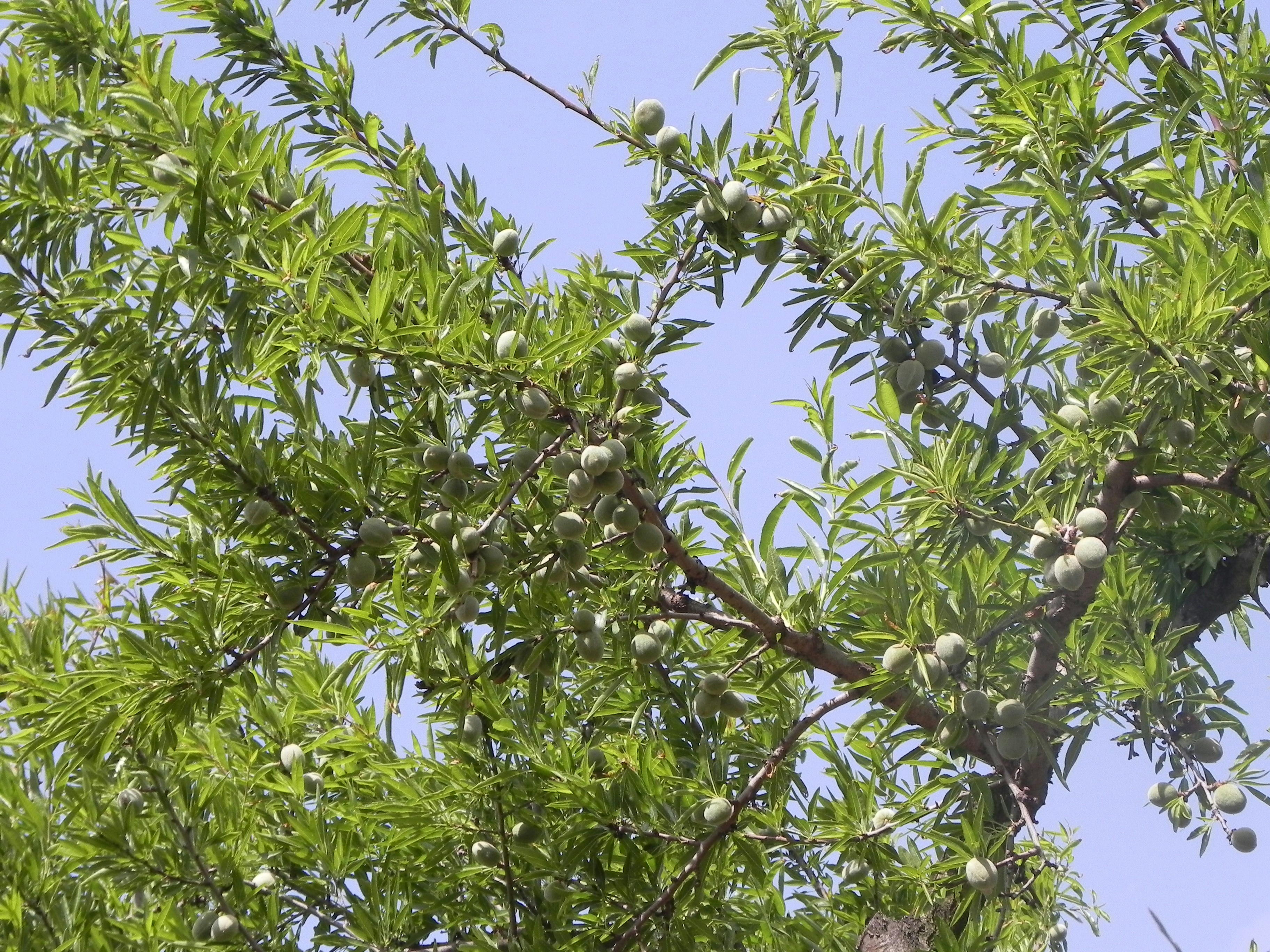 Branching Life: Green Leaves and Budding Fruits in Sunlit Orchard