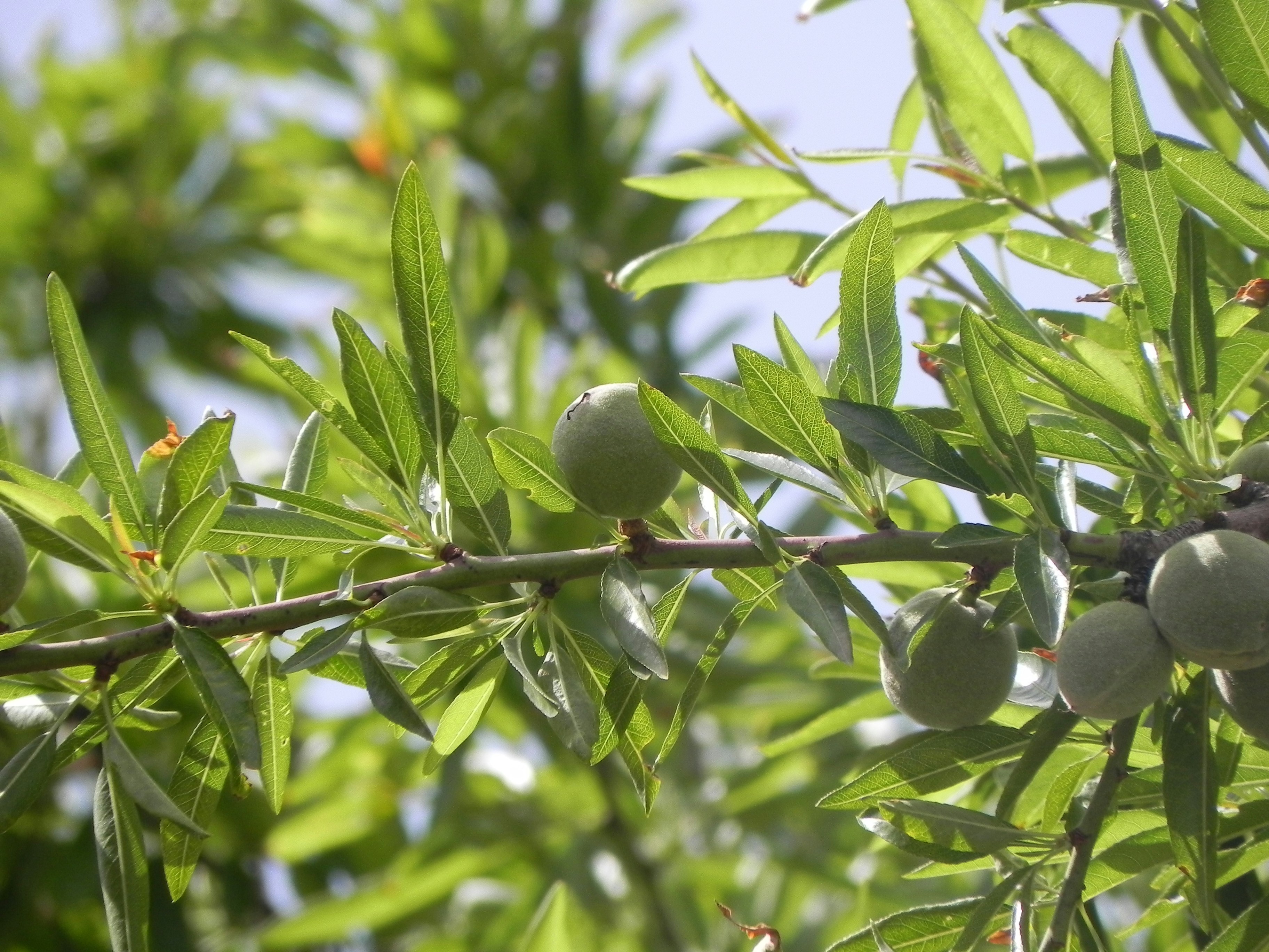 Green Fruit On A Branch Under Dappled Sunlight
