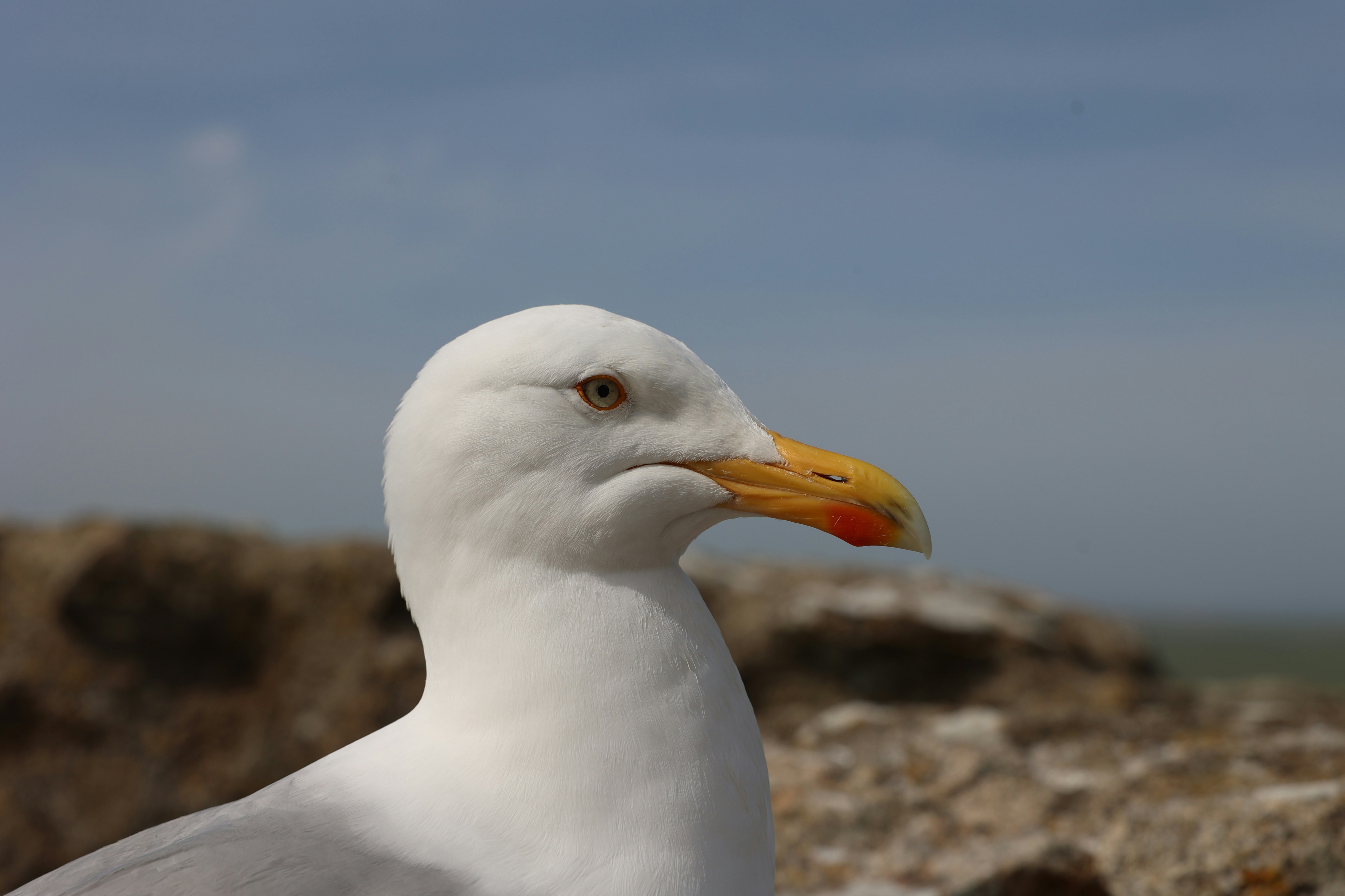 Seabred Seaward Gaze: A Seagull's Quiet Portrait Against Cliffside Horizon