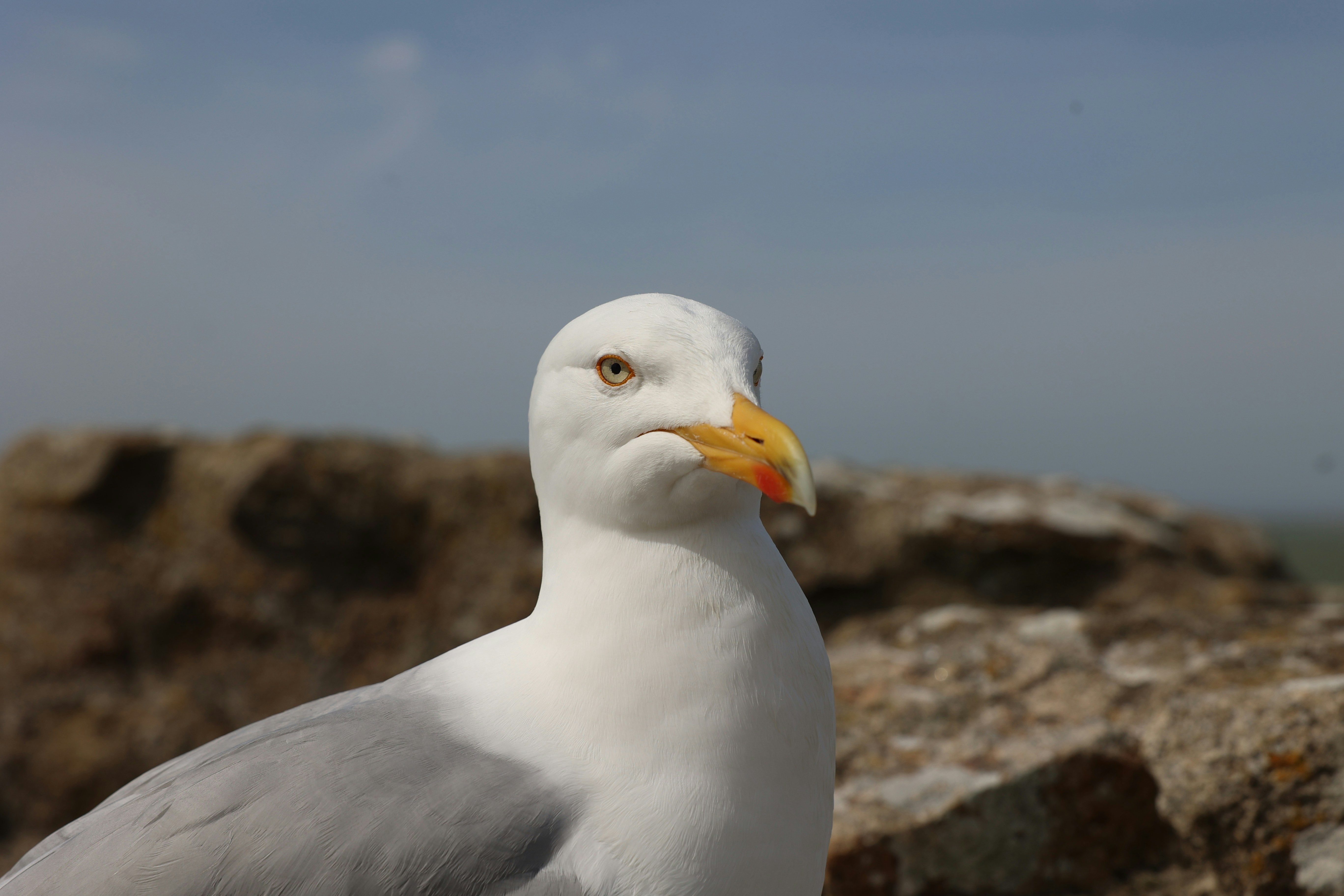 Portrait of a Seabird with Oceanic Backdrop