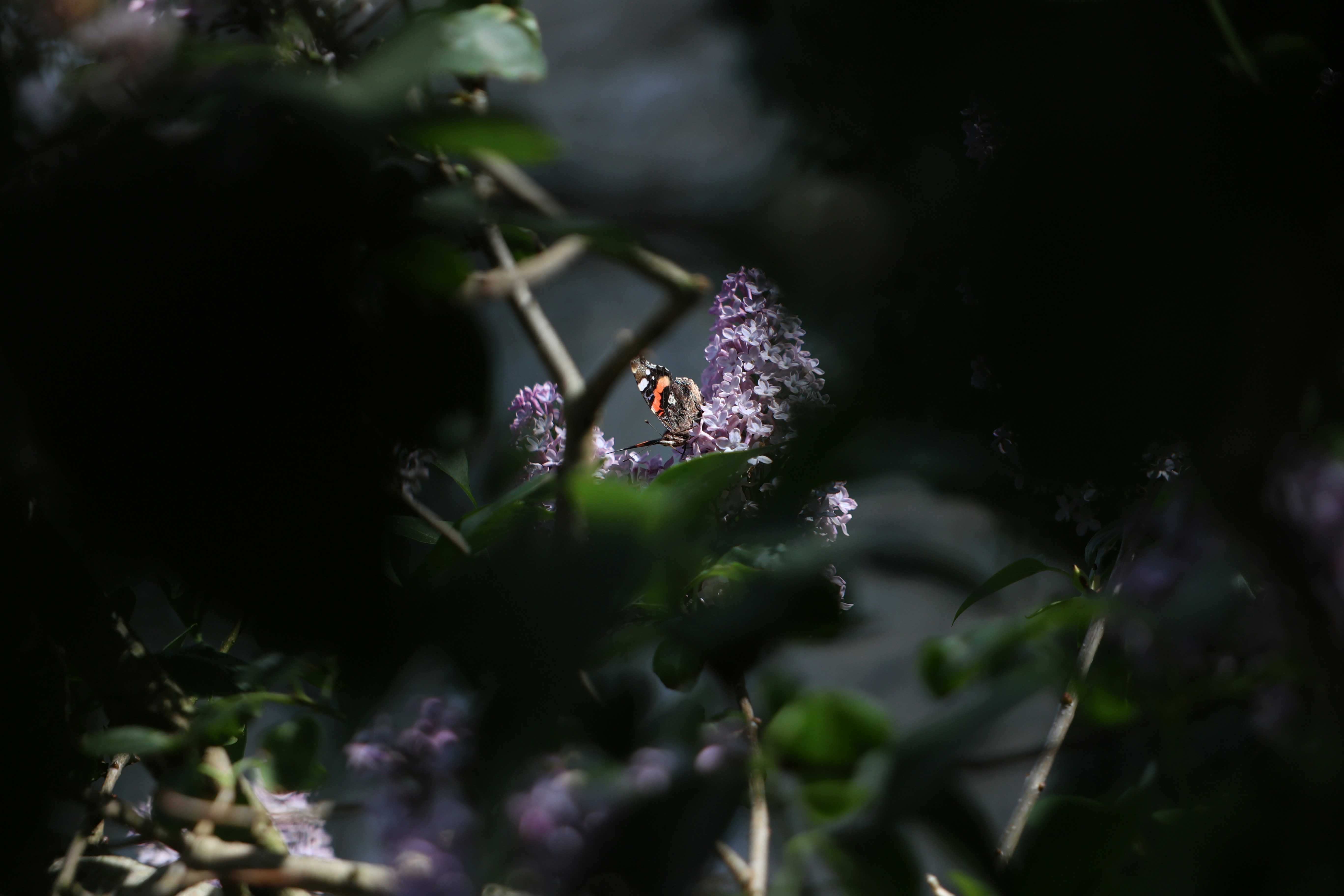 Hidden Monarch in Moonlit Foliage