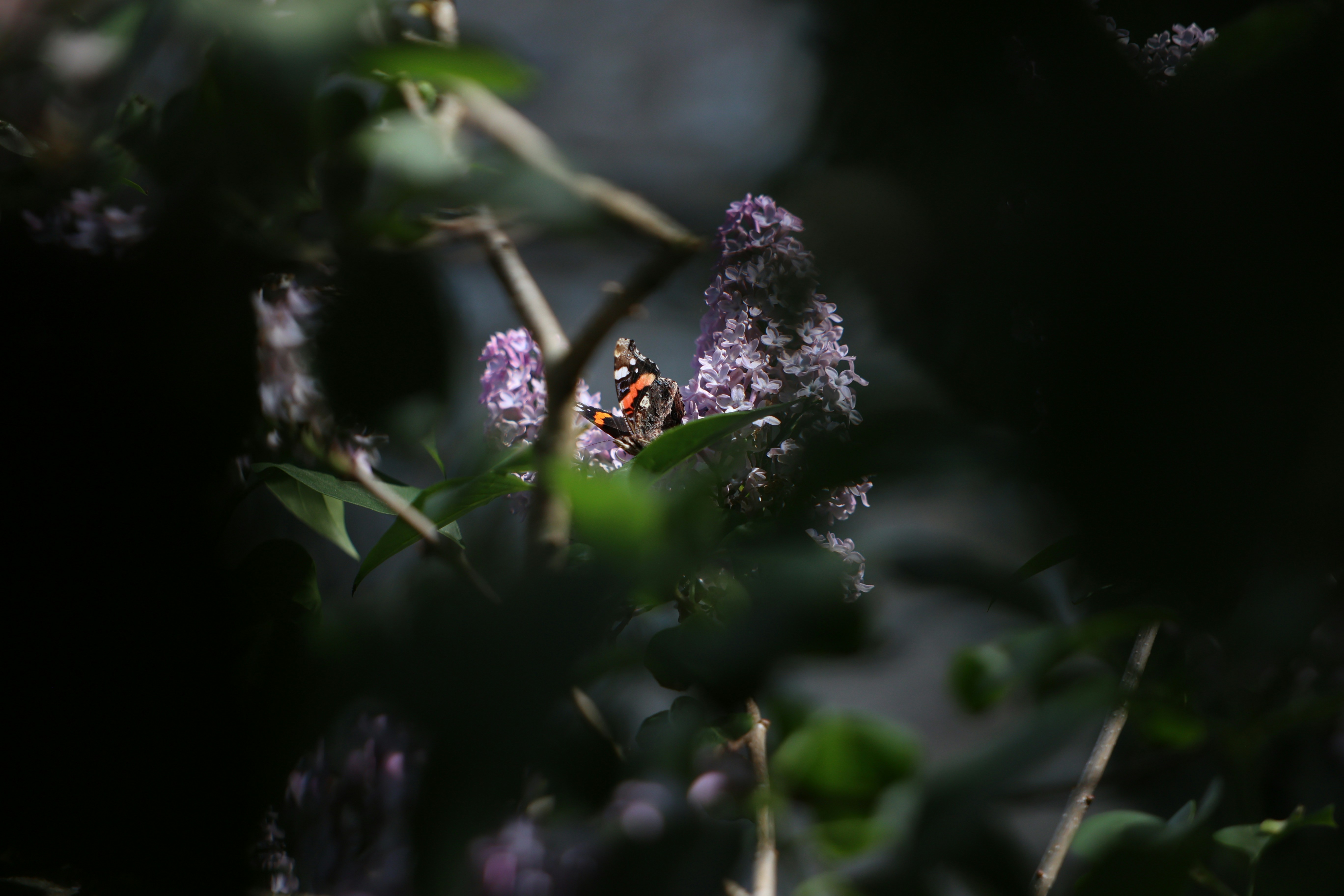 Hidden Monarch: a Shy Butterfly in a Lavender Haze