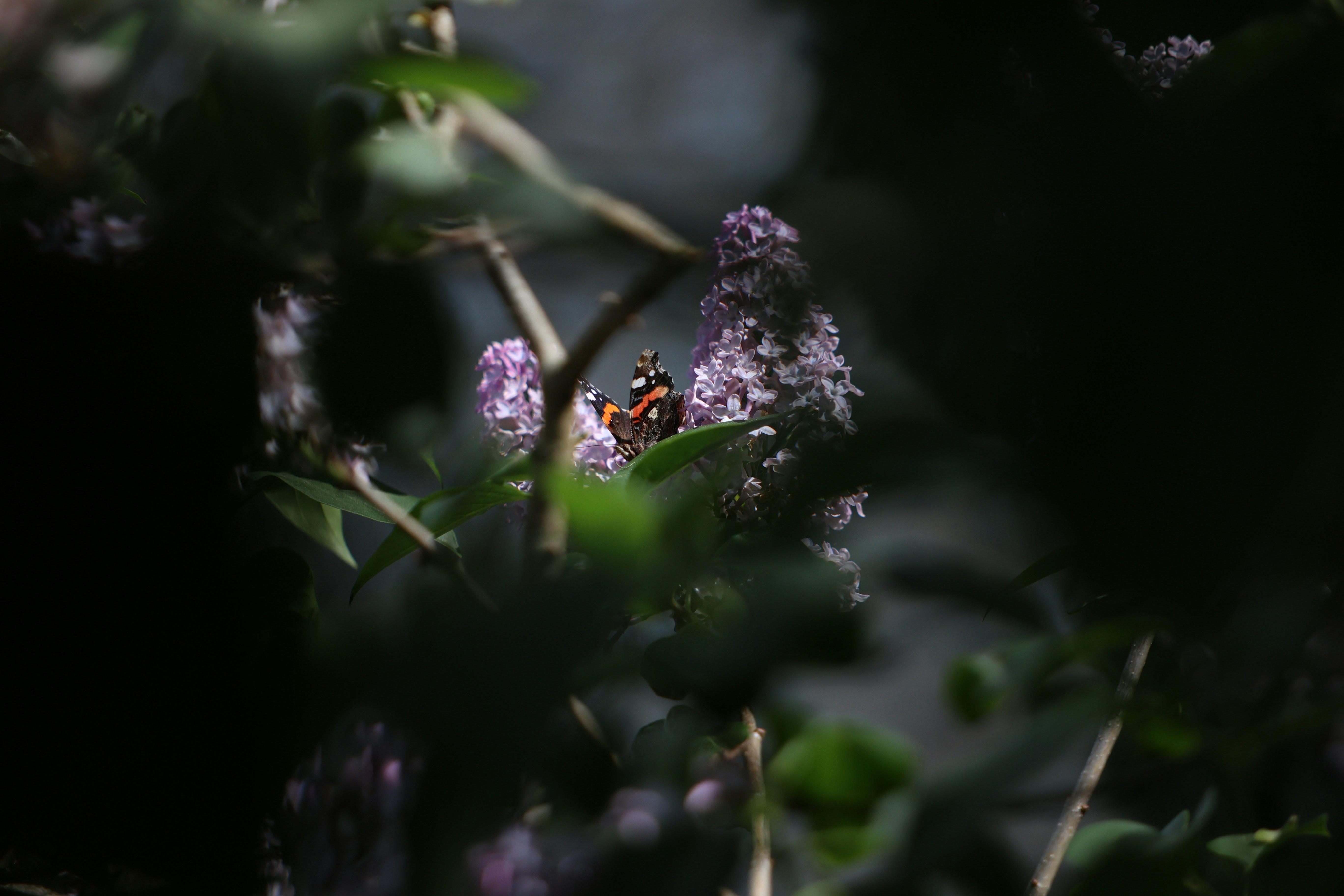 Silent Monarch Amid Lavender Bloom