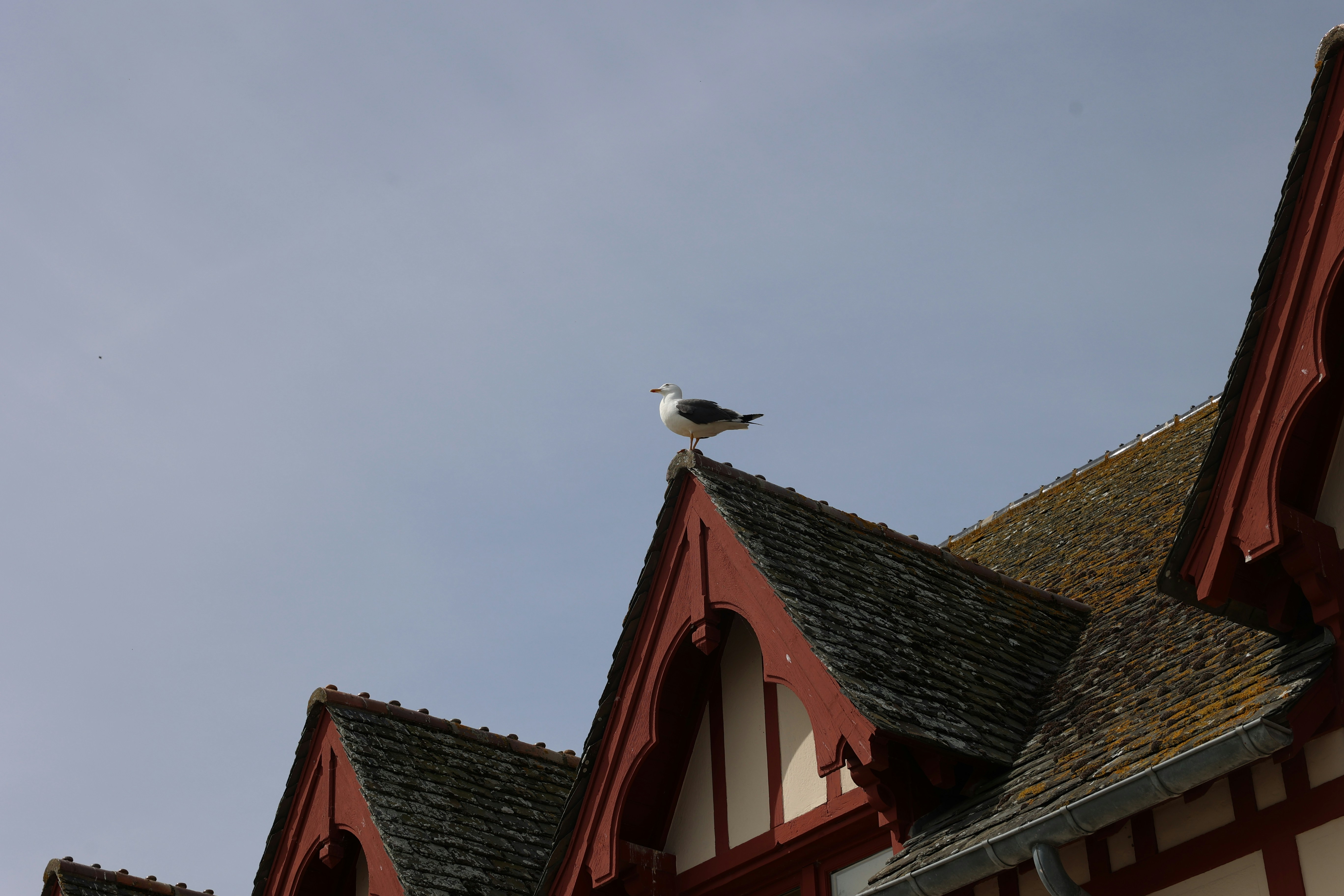 Seabird Sentinel on the Roof Ridge