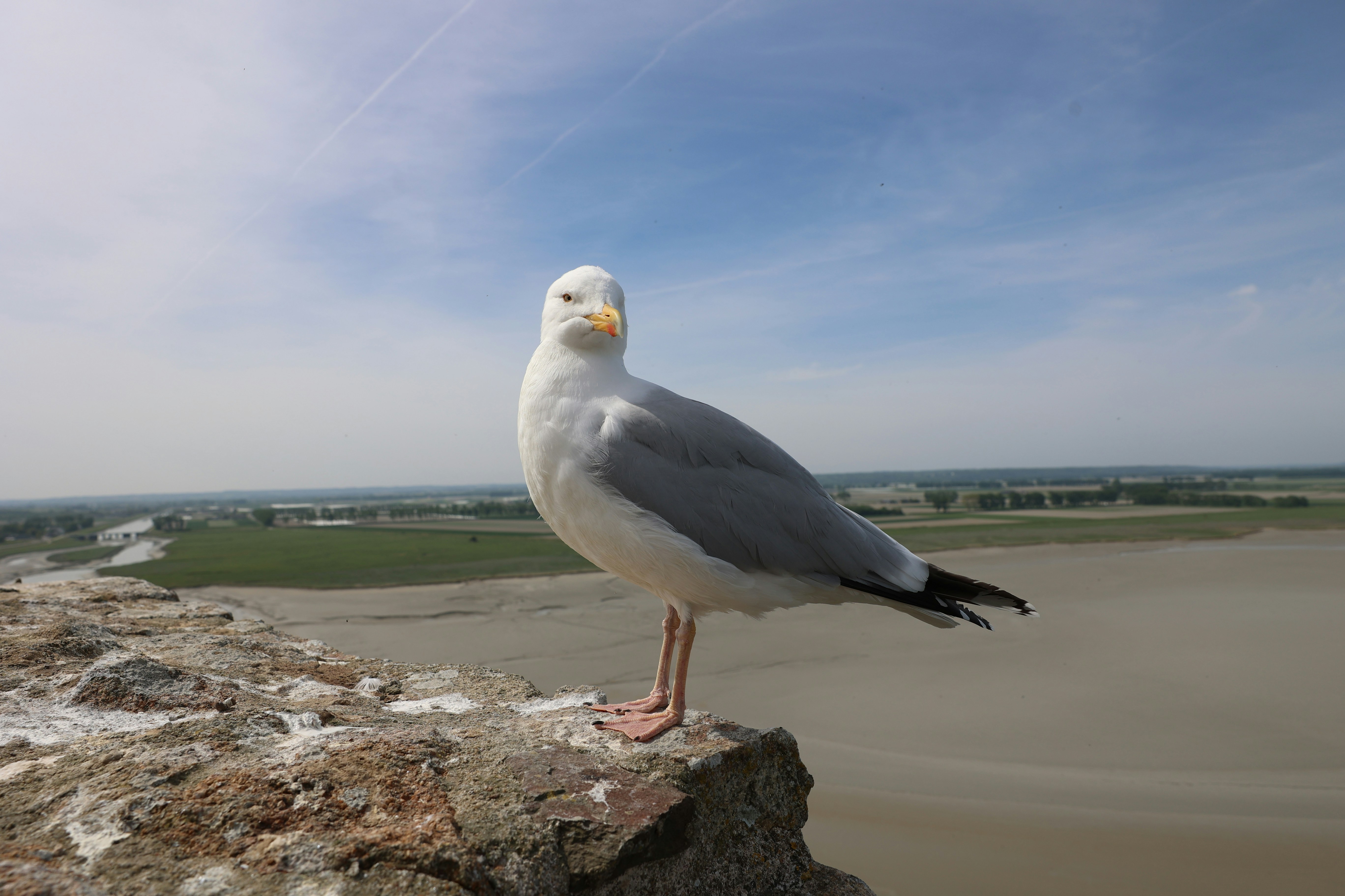 Seaside Sentinel: A Seagull Perched on a Cliff Edge