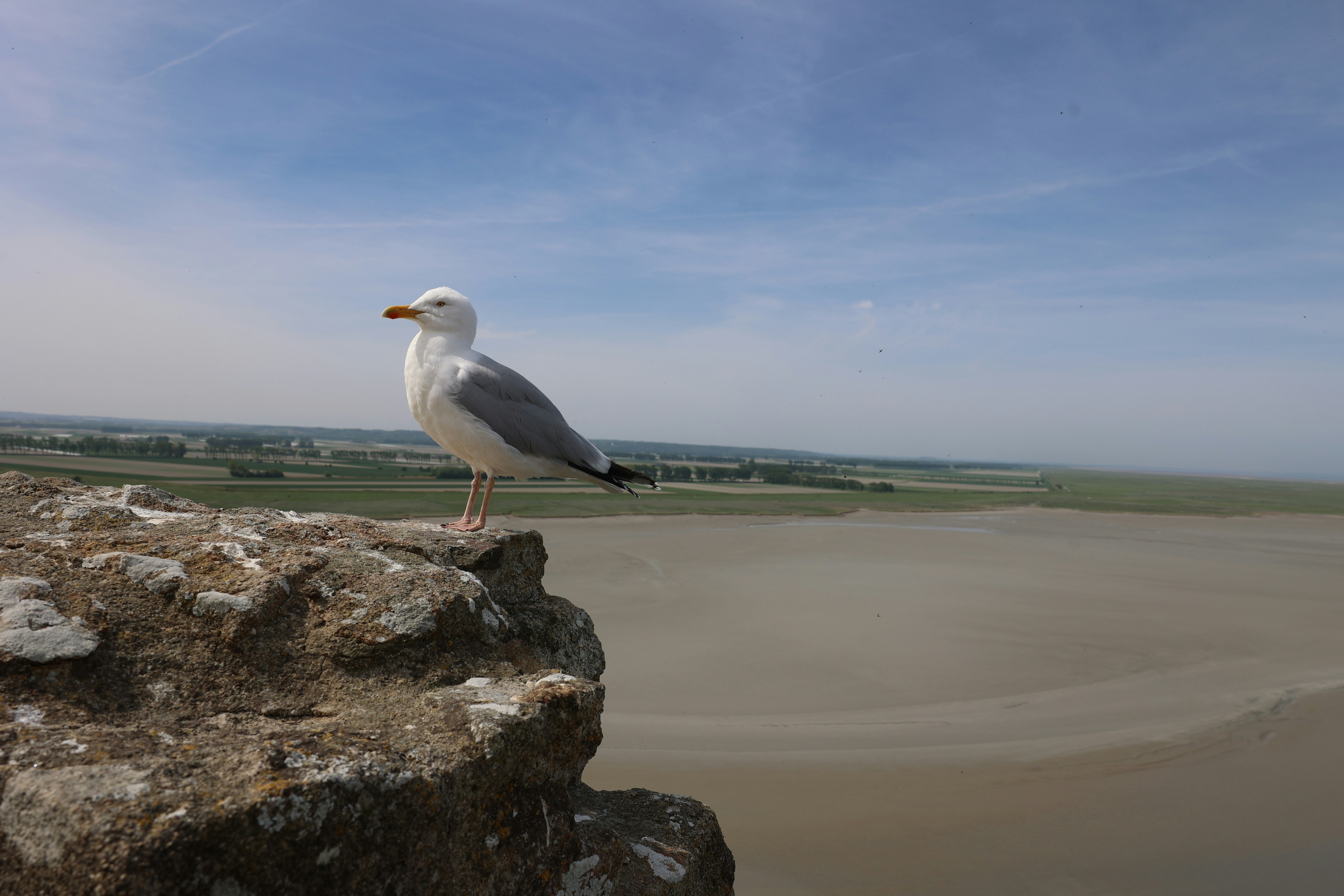 Seabird Sentinel on Windswept Tuff