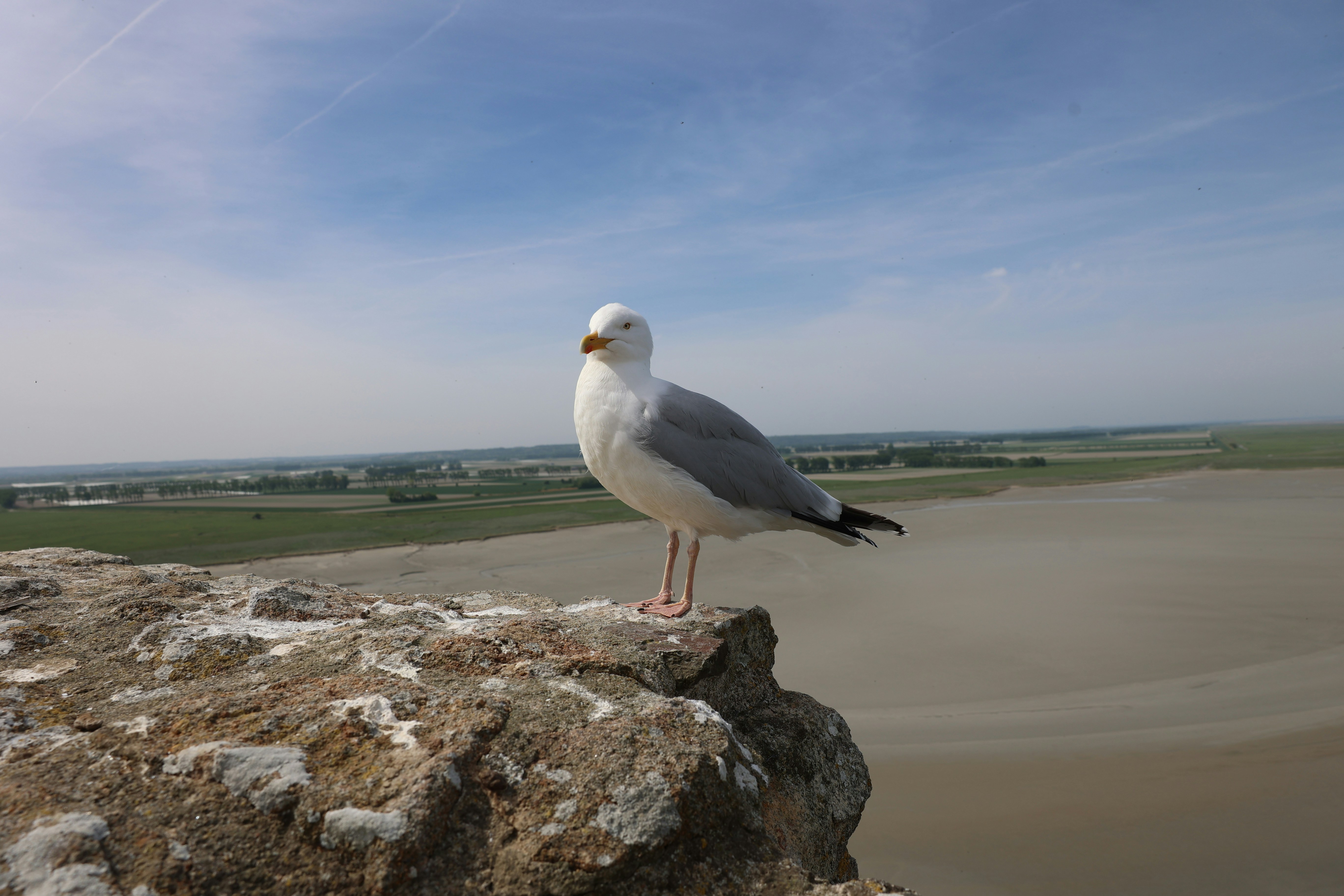 Seabird Sentinel on the Cliff