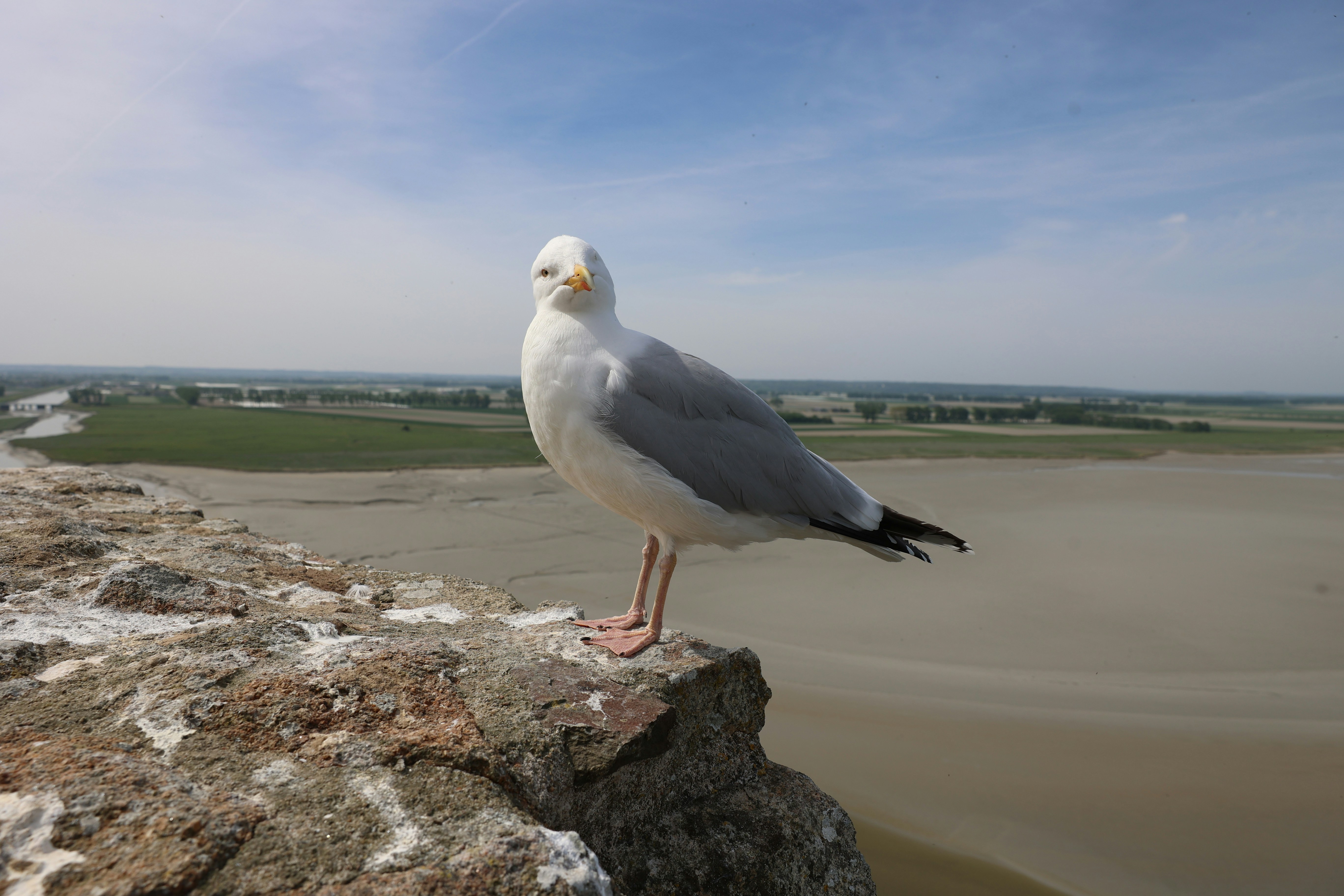 Pontoon of Plume: Seagull on a Weathered Promontory