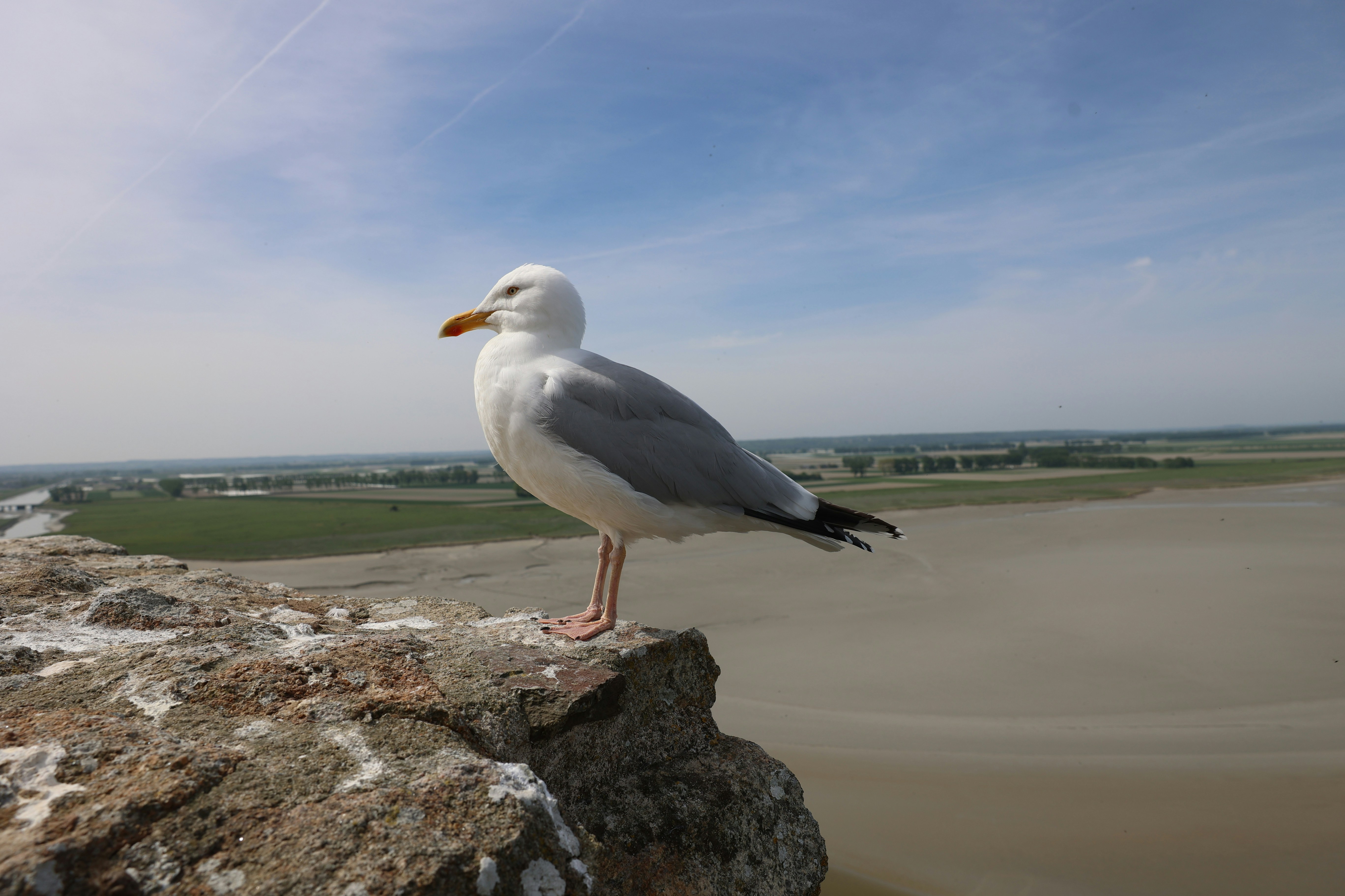 Seabird Sentinel on a Weathered Perch