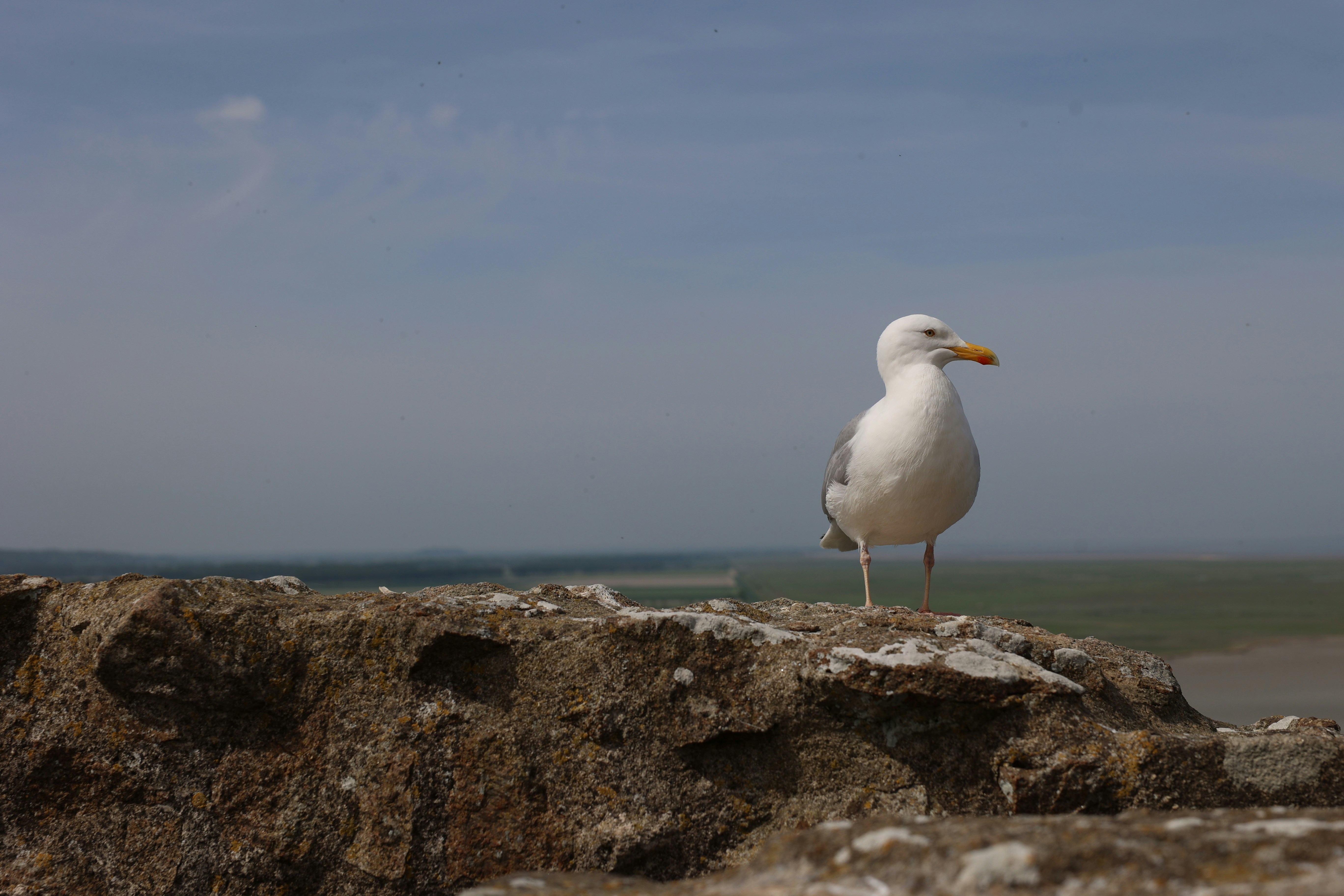 Seaside Gulls: A Quiet Perch on the Tidal Rock