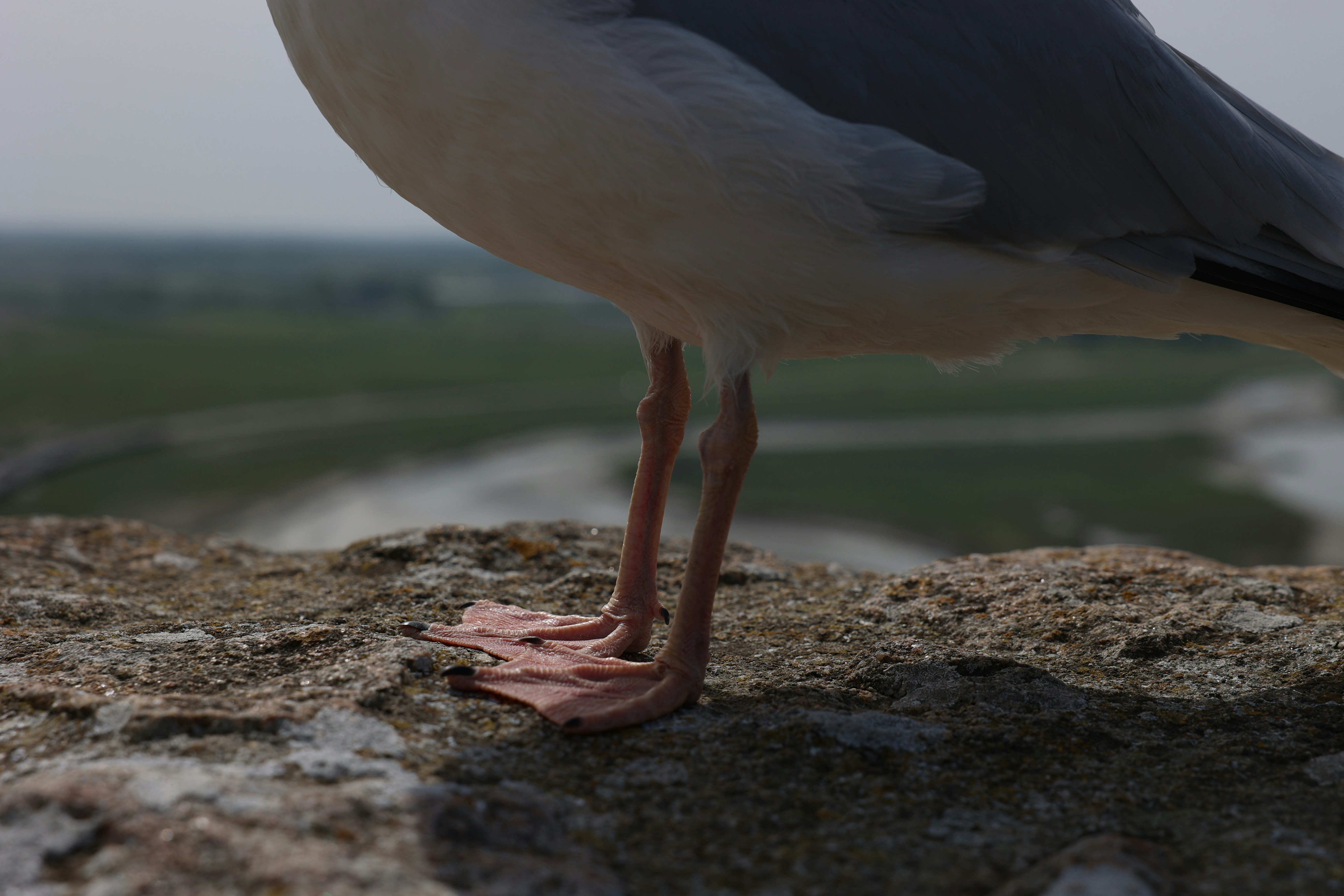 Barefoot Pivot: Seabird Stance at Dusk on a Weathered Cliff