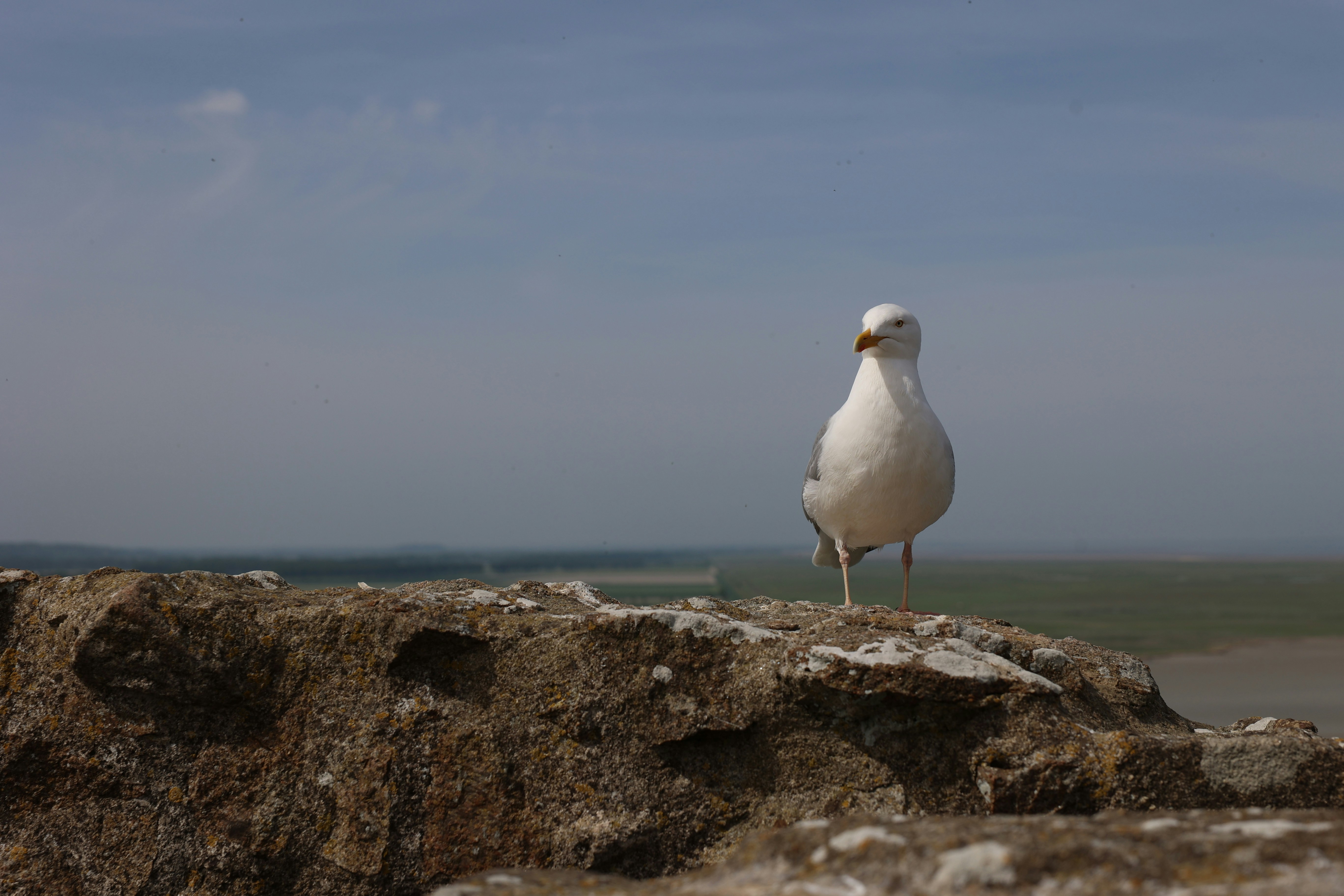Seaside Sentinel: A Seagull Pauses on a Weathered Cliff