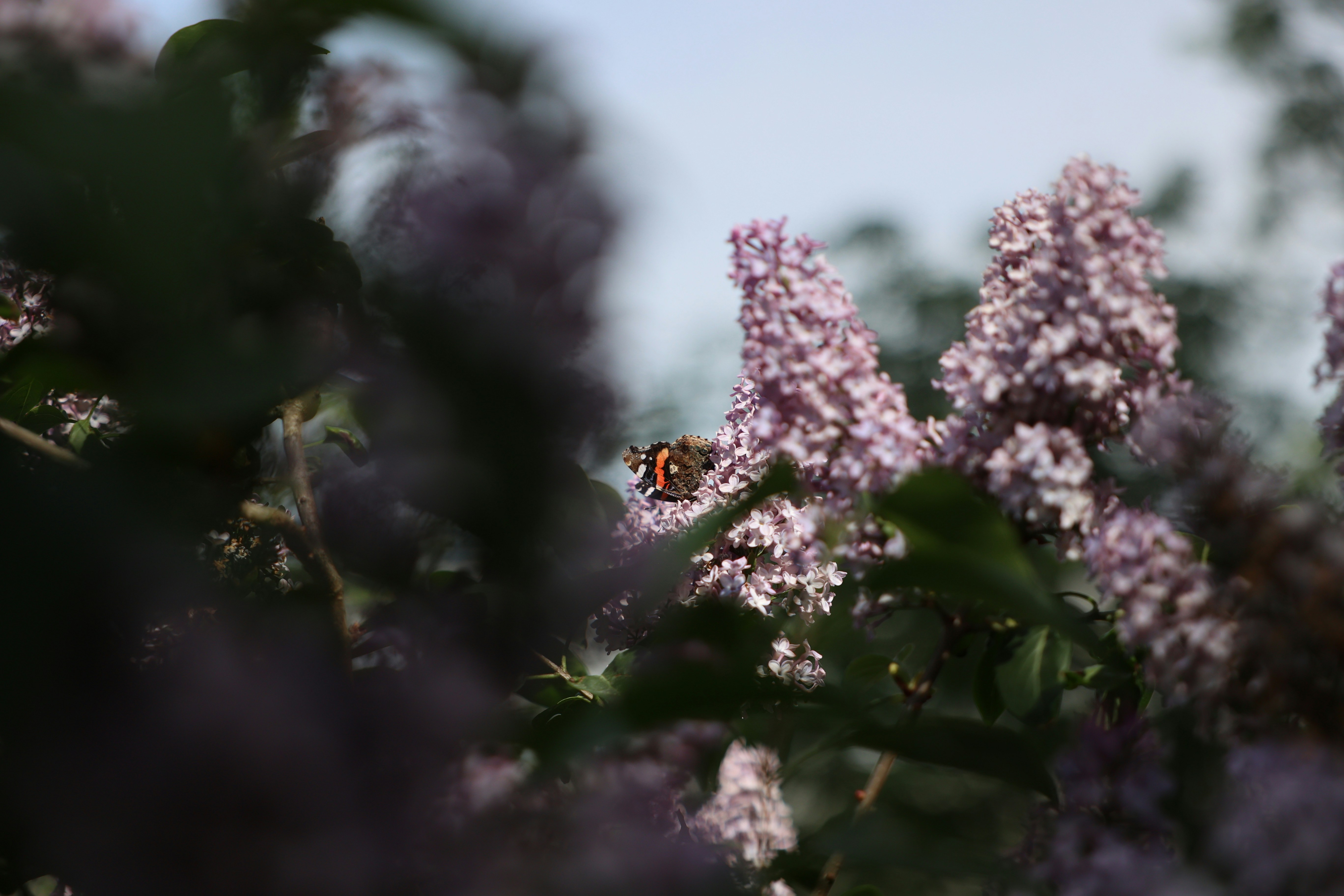Bee in pastel lilac: a moment of activity among blossoms
