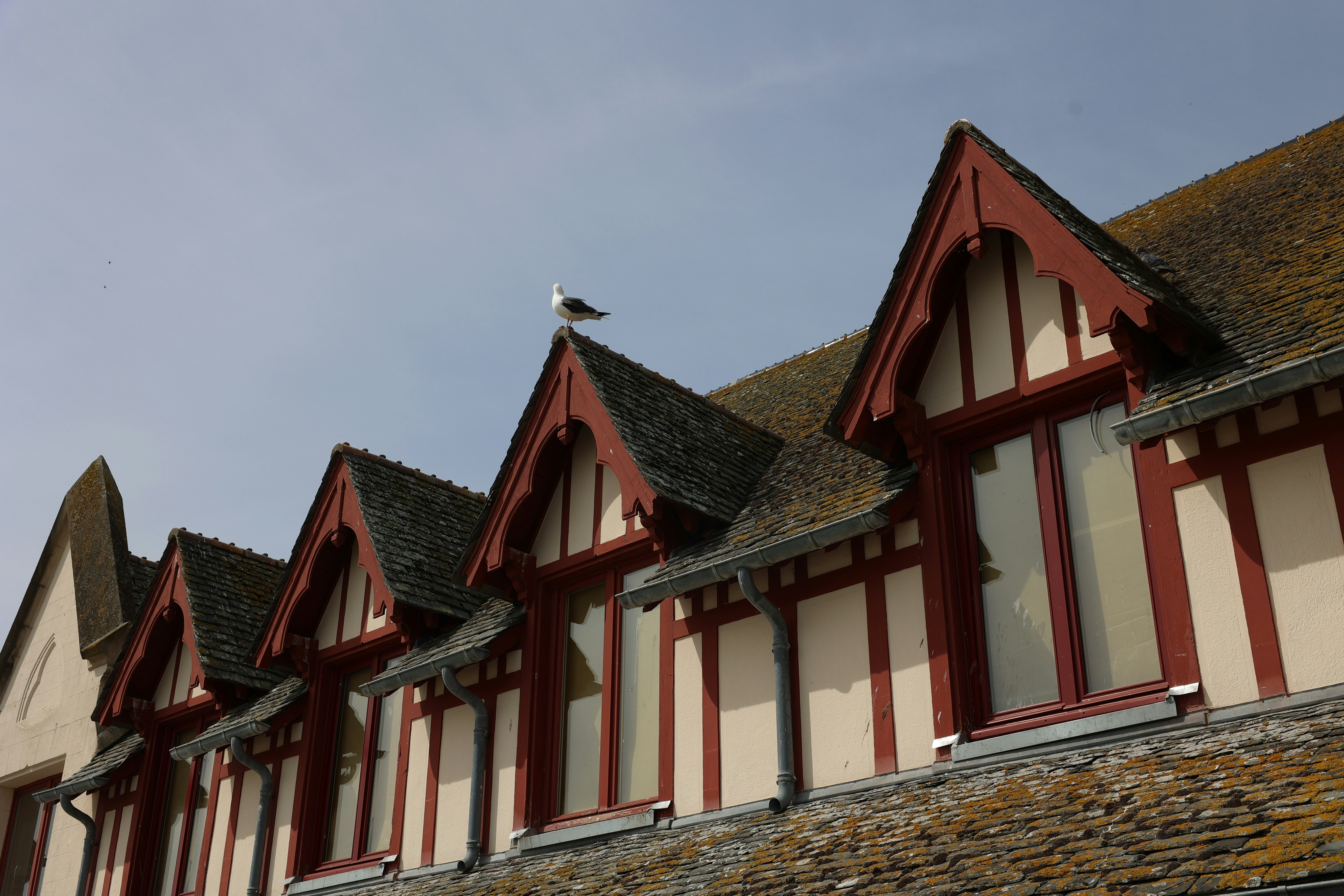 A Seagull Perches Above Tudor Rooflines