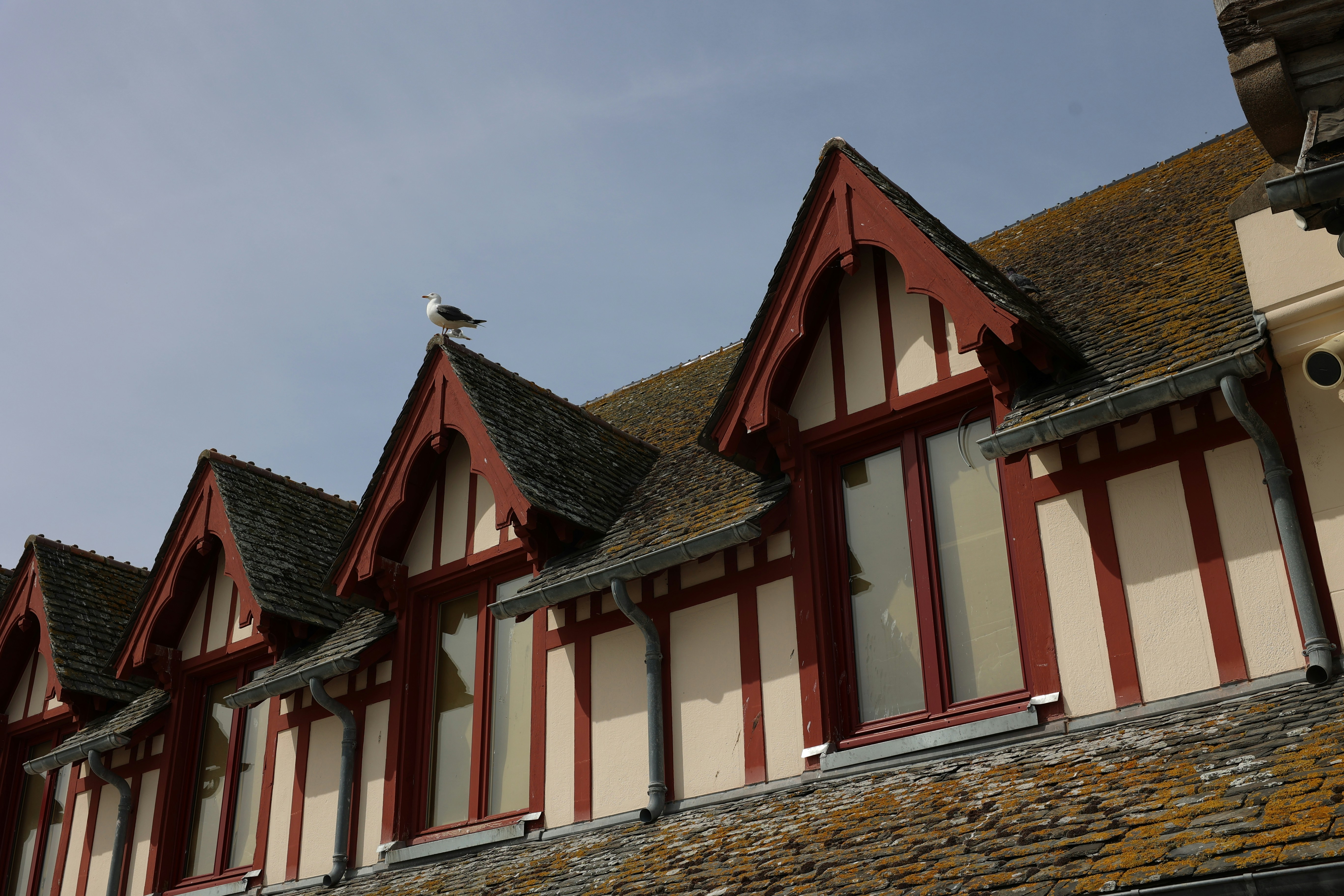Gothic-Tinted Gables: A Seagull Over the Roofline
