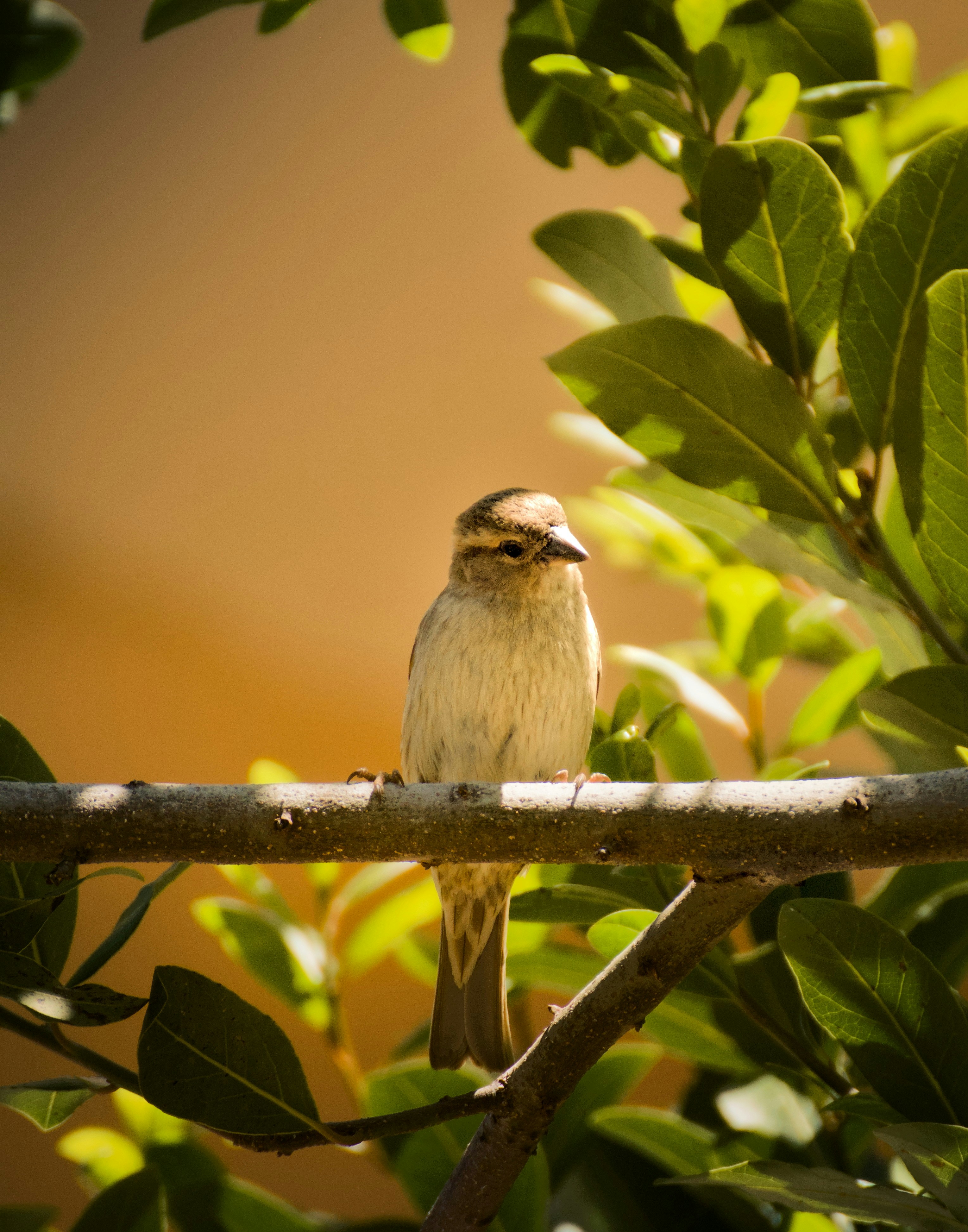 Perched in Soft Sunlight: A Small Bird in Golden Foliage