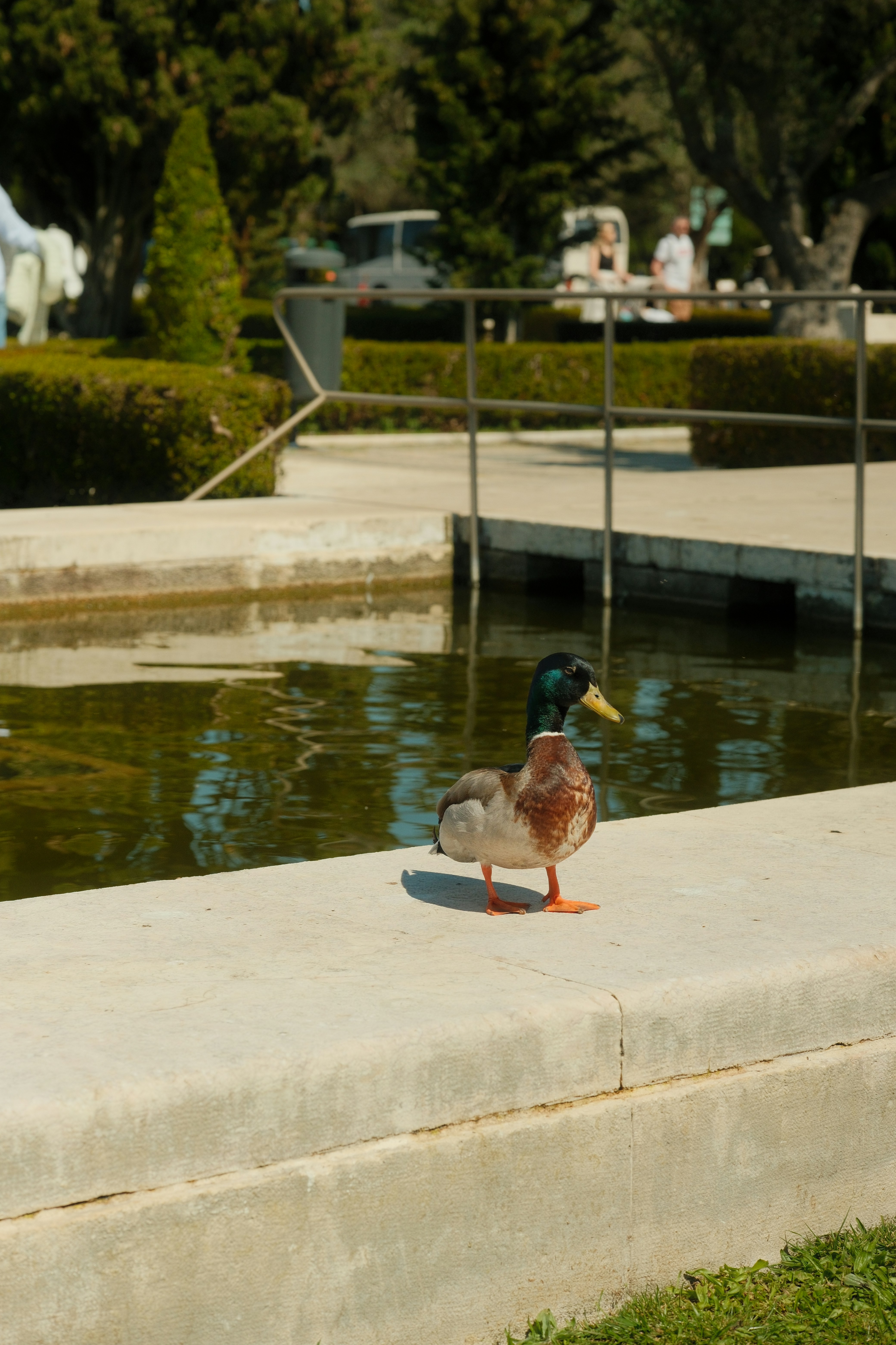 A Solitary Mallard Anchors the Concrete Edge