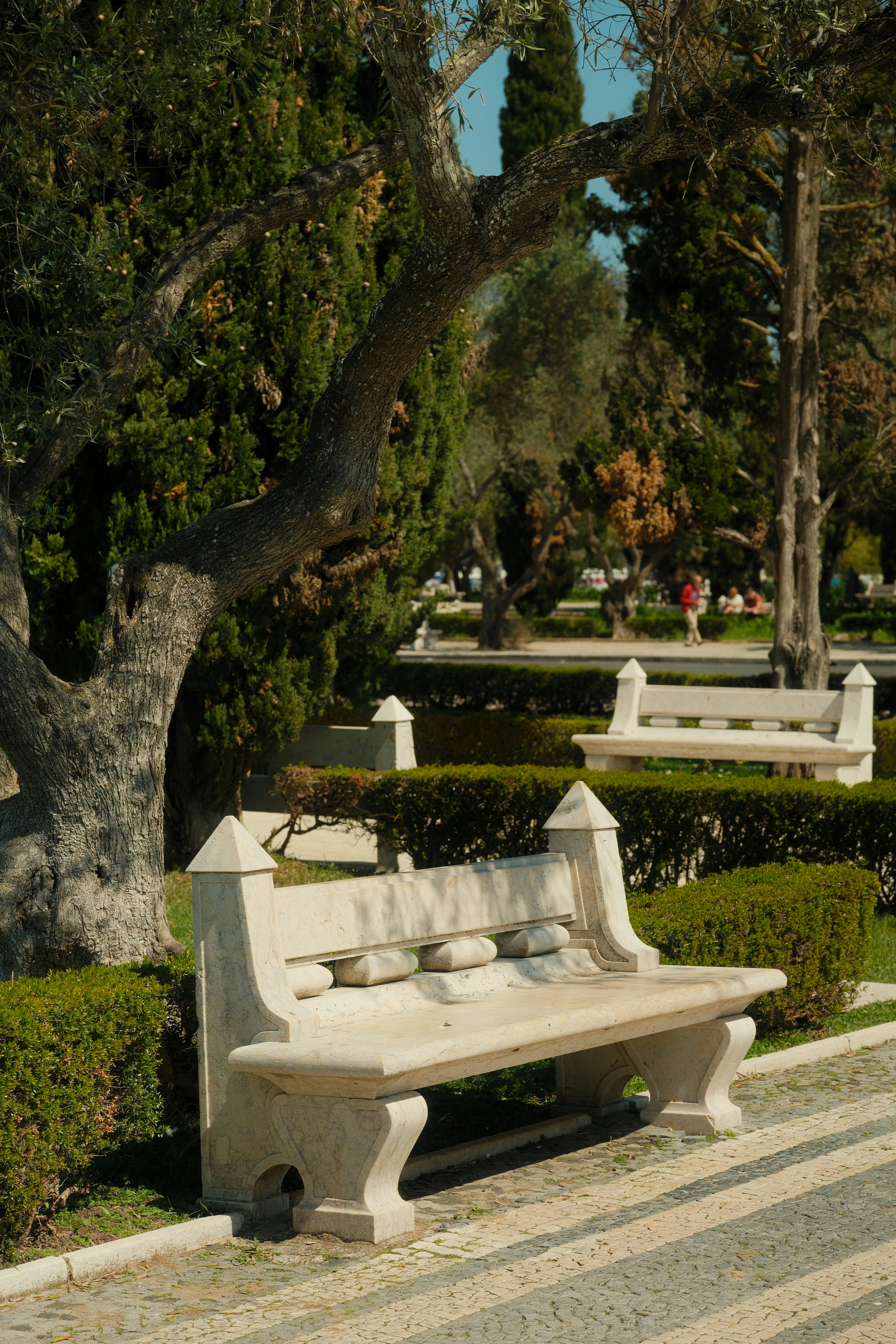 Stone Bench Under a Curving Tree in a Sunlit Park