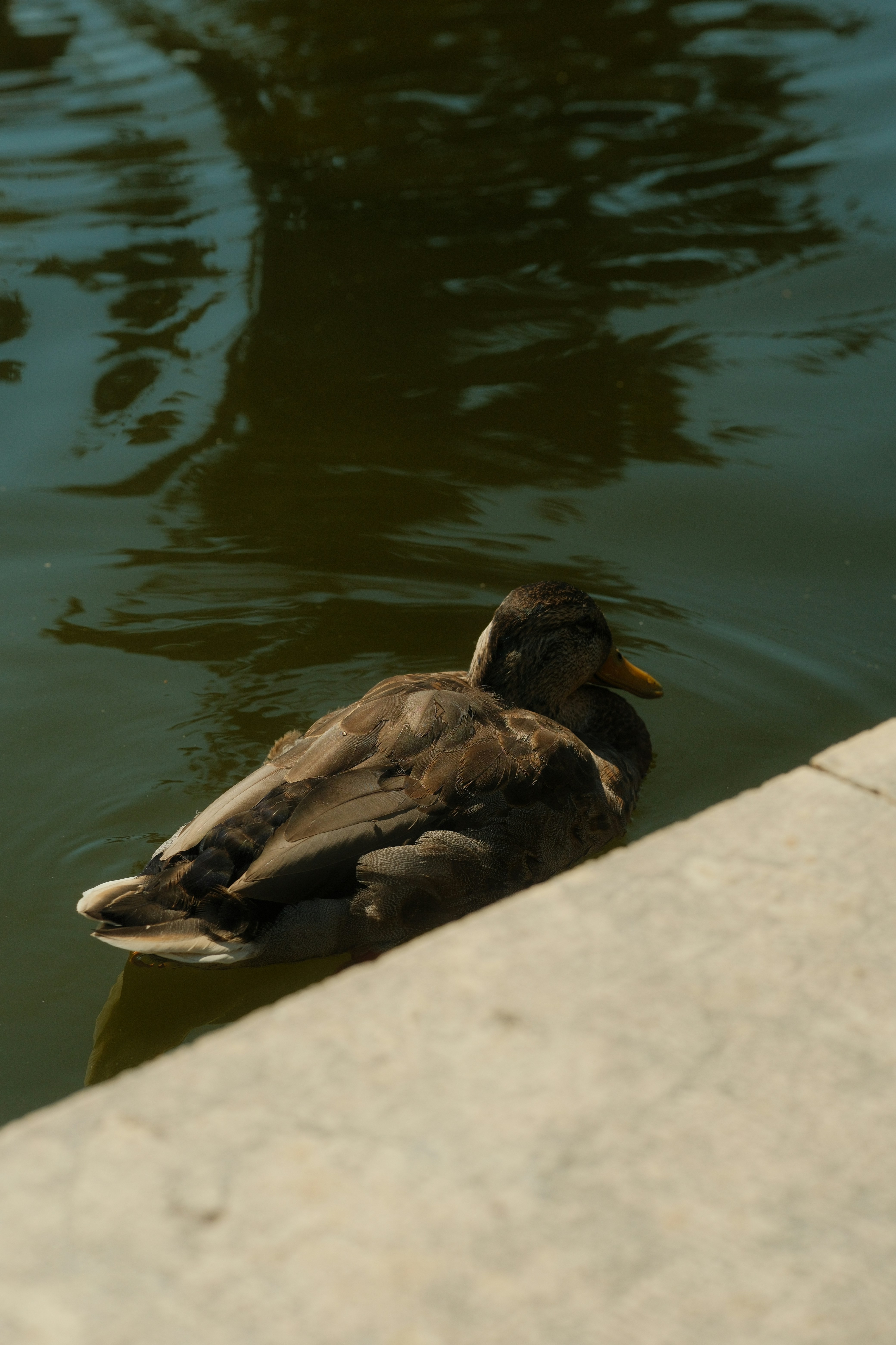 Duck Floating by the Concrete Edge at Quiet Dusk