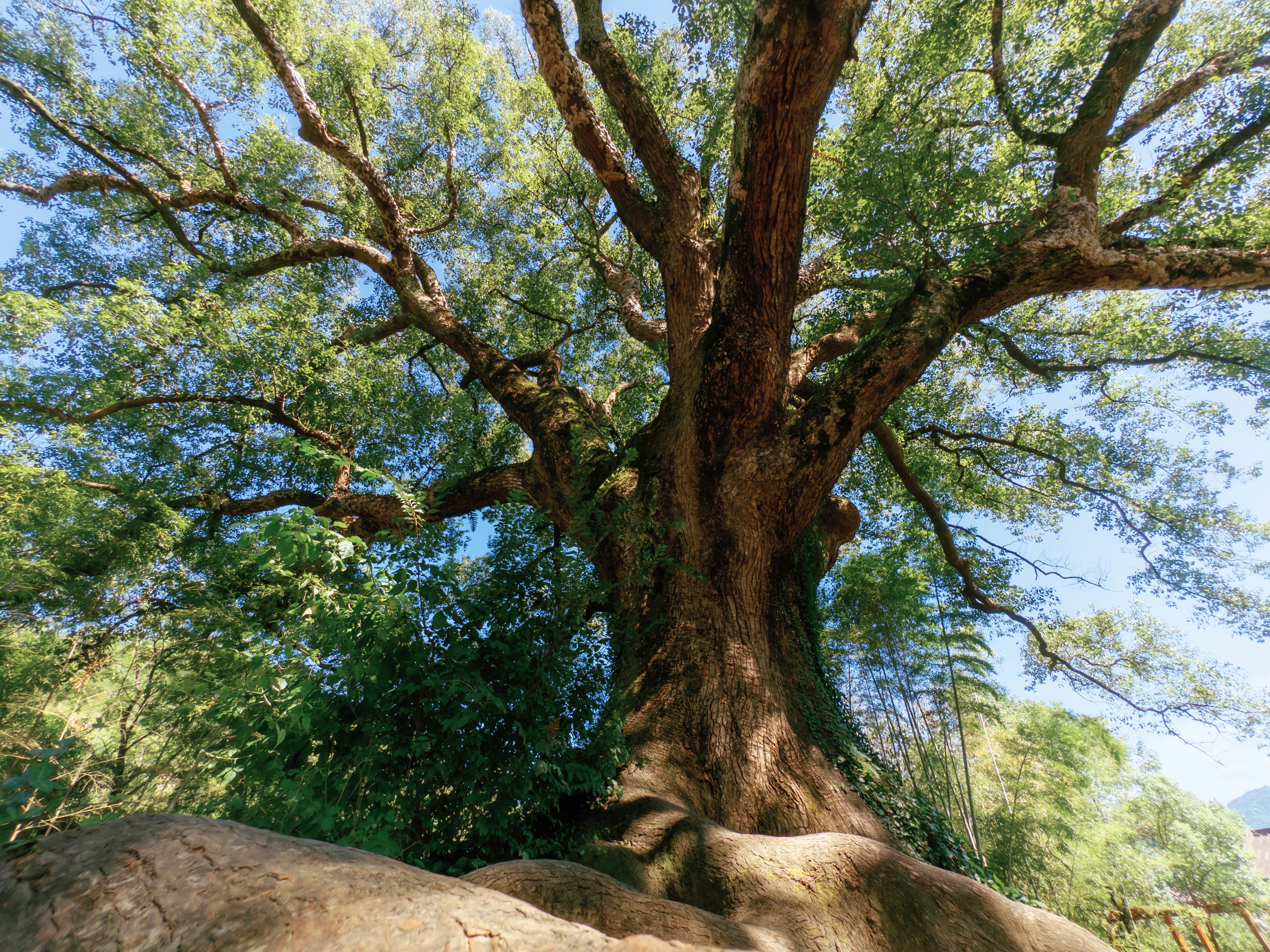 Ancient Oak Crowned by Sky