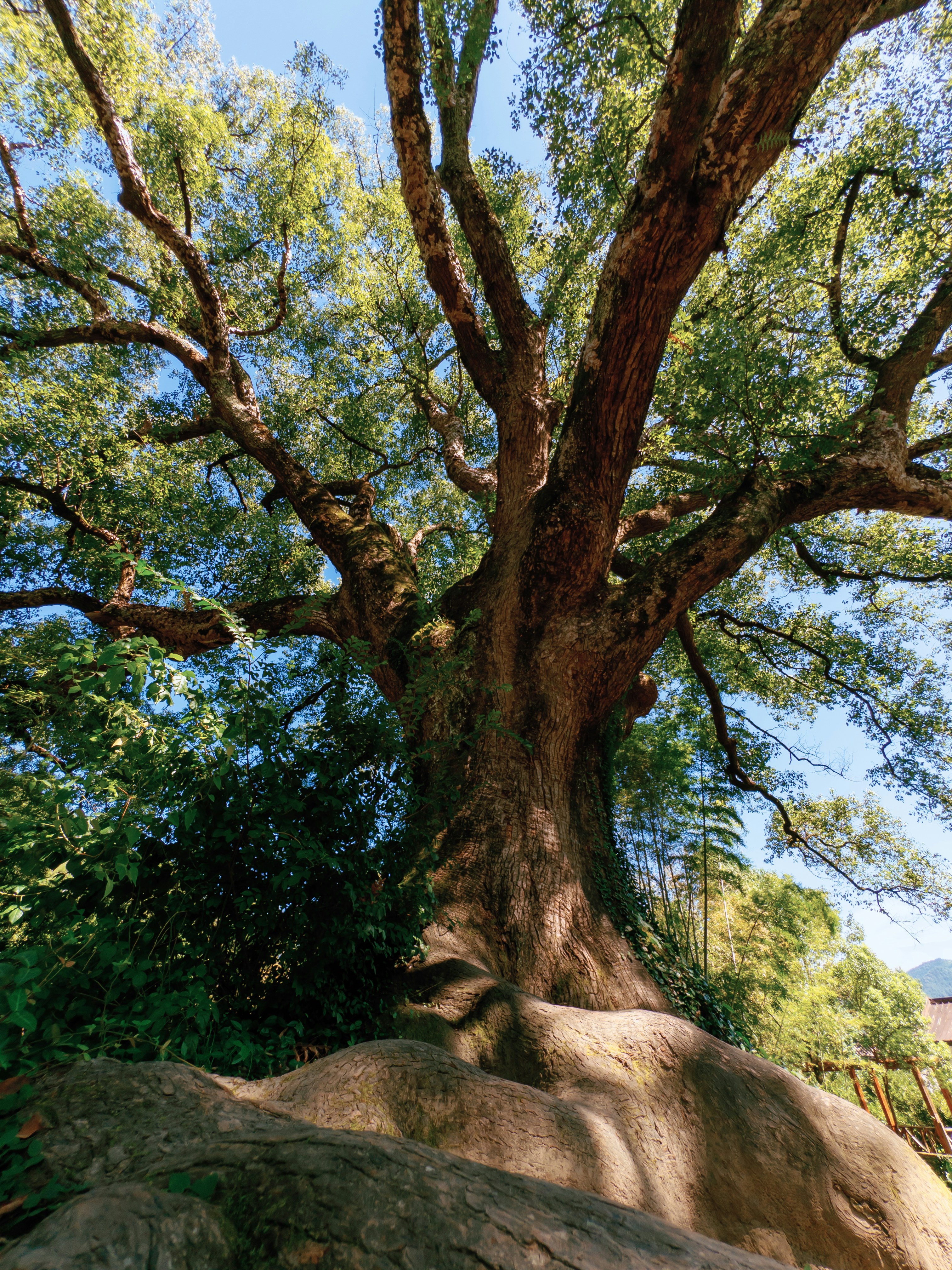 Ancient Arboreal Colossus: Roots, Trunk, and Sky