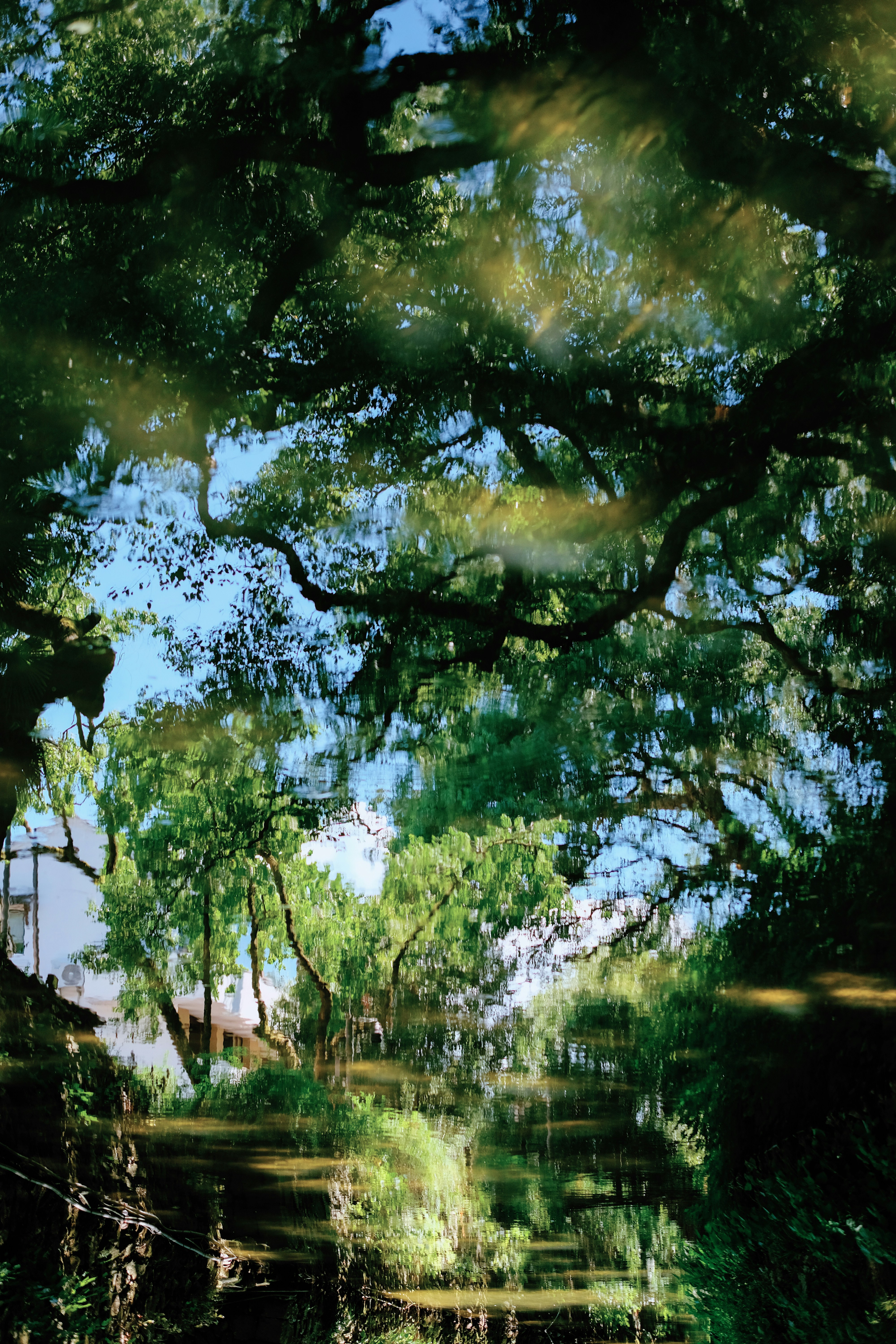 Sunlit Canopy Ripples: A Dive Through Leaf and Light