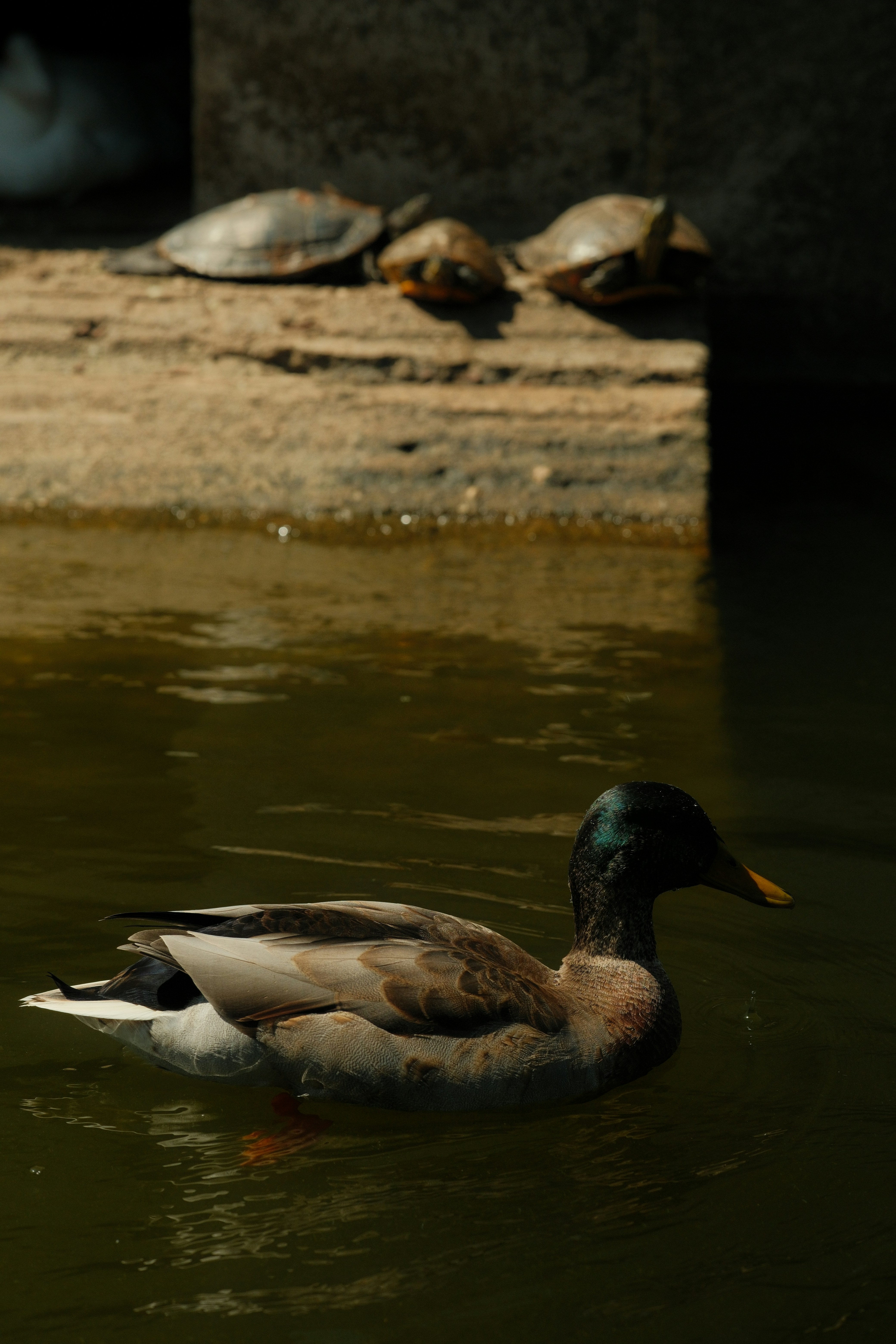 Bottom-Left to Right: A Mallard Glides Past Shallow Limestone Steps
