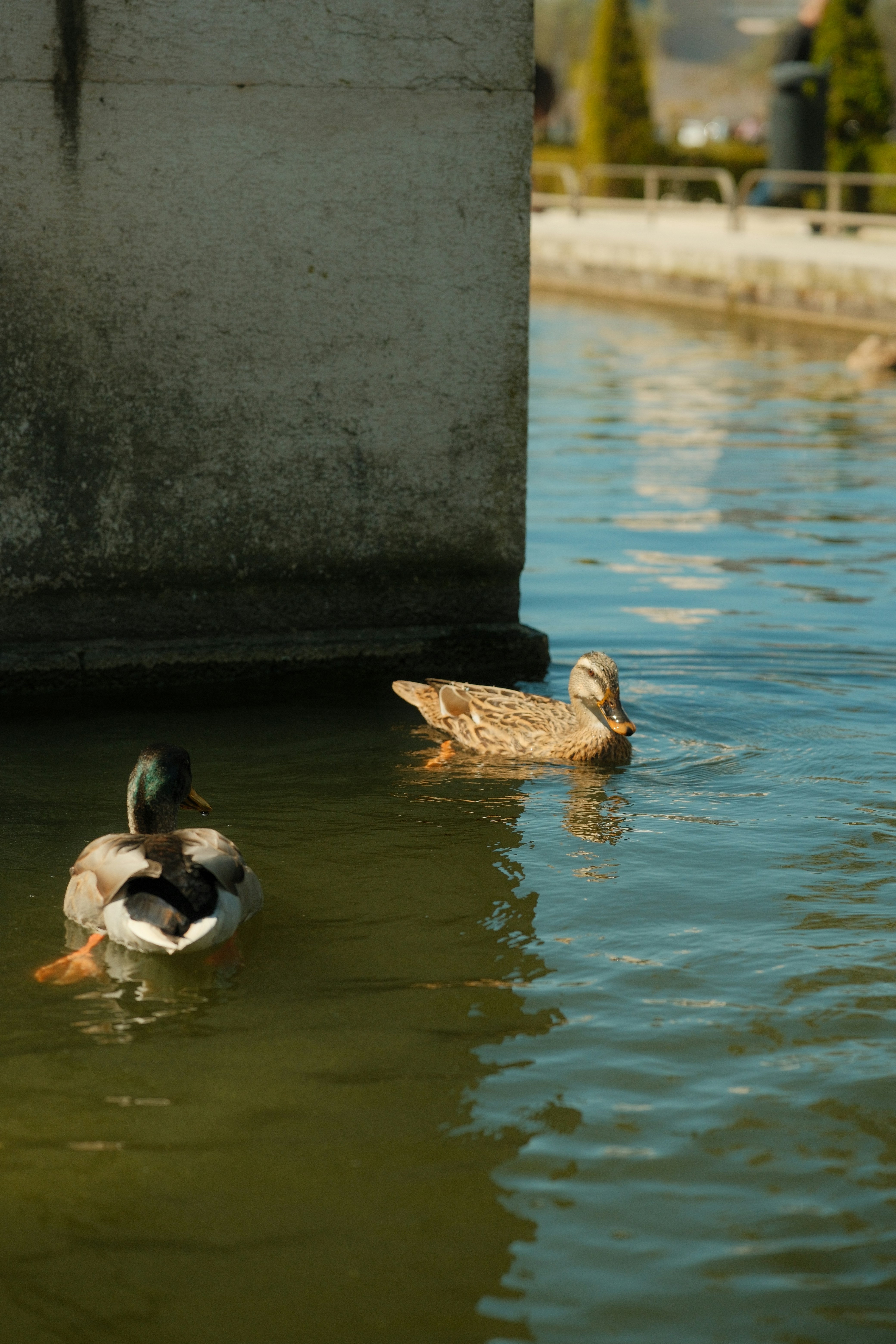 Two Ducks at the Edge: Sunlit Ripples by a Concrete Pier