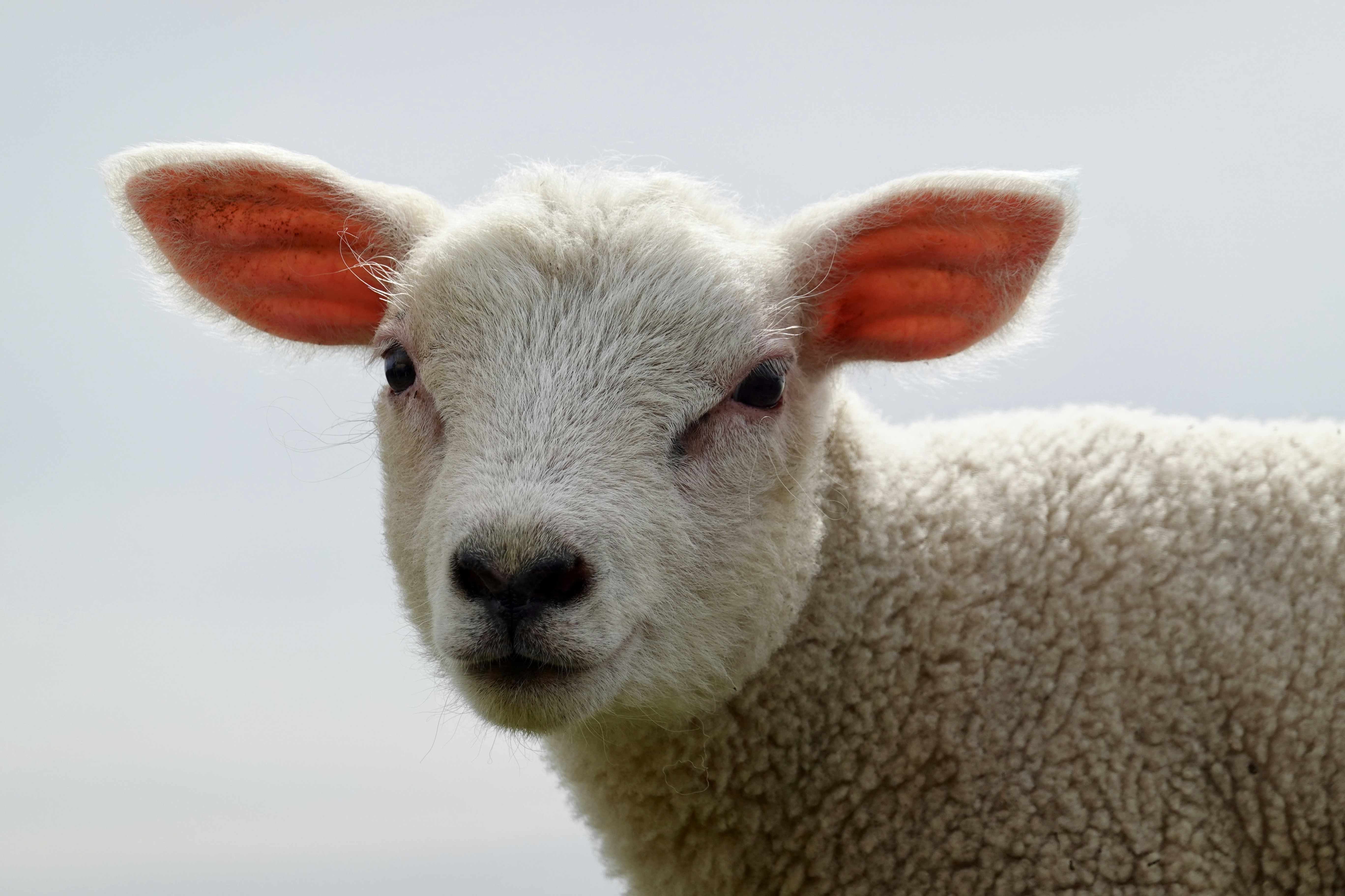 Close-up of a Curious Lamb Under Soft Sky