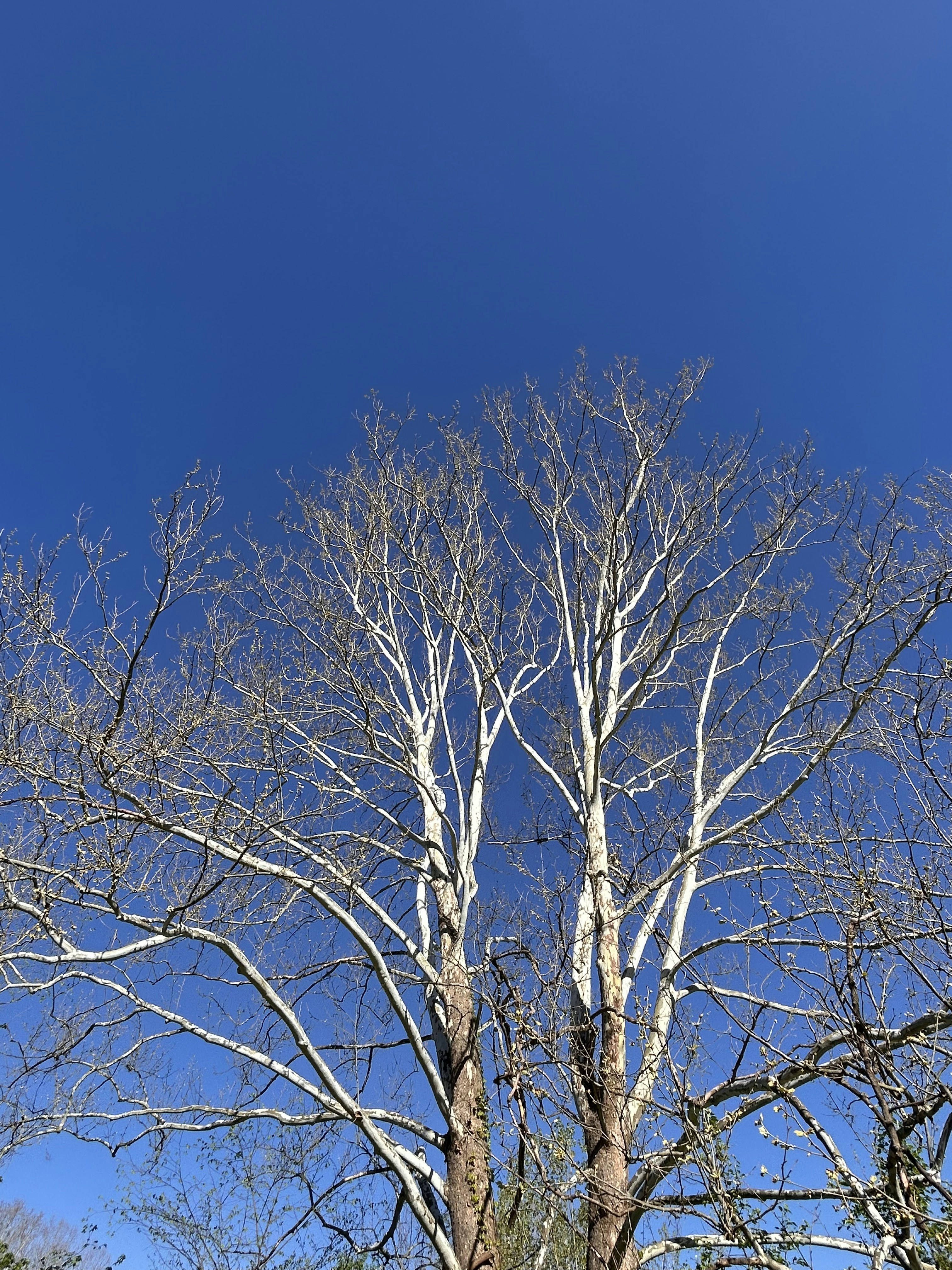 Bare-branched Skyward: Winter Trees Against a Velvet Blue