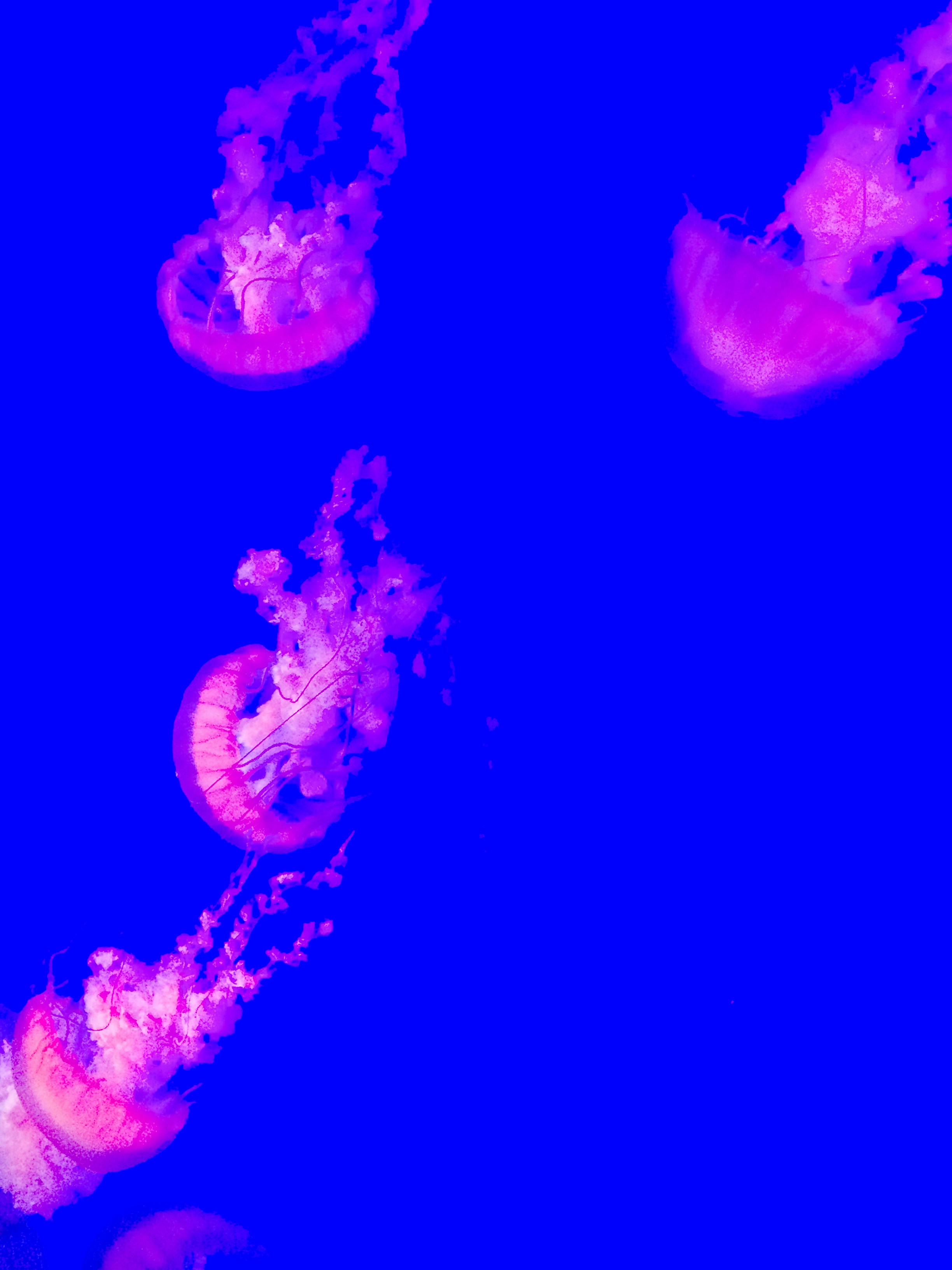 Glowing Jellyfish Trails in Electric Blue