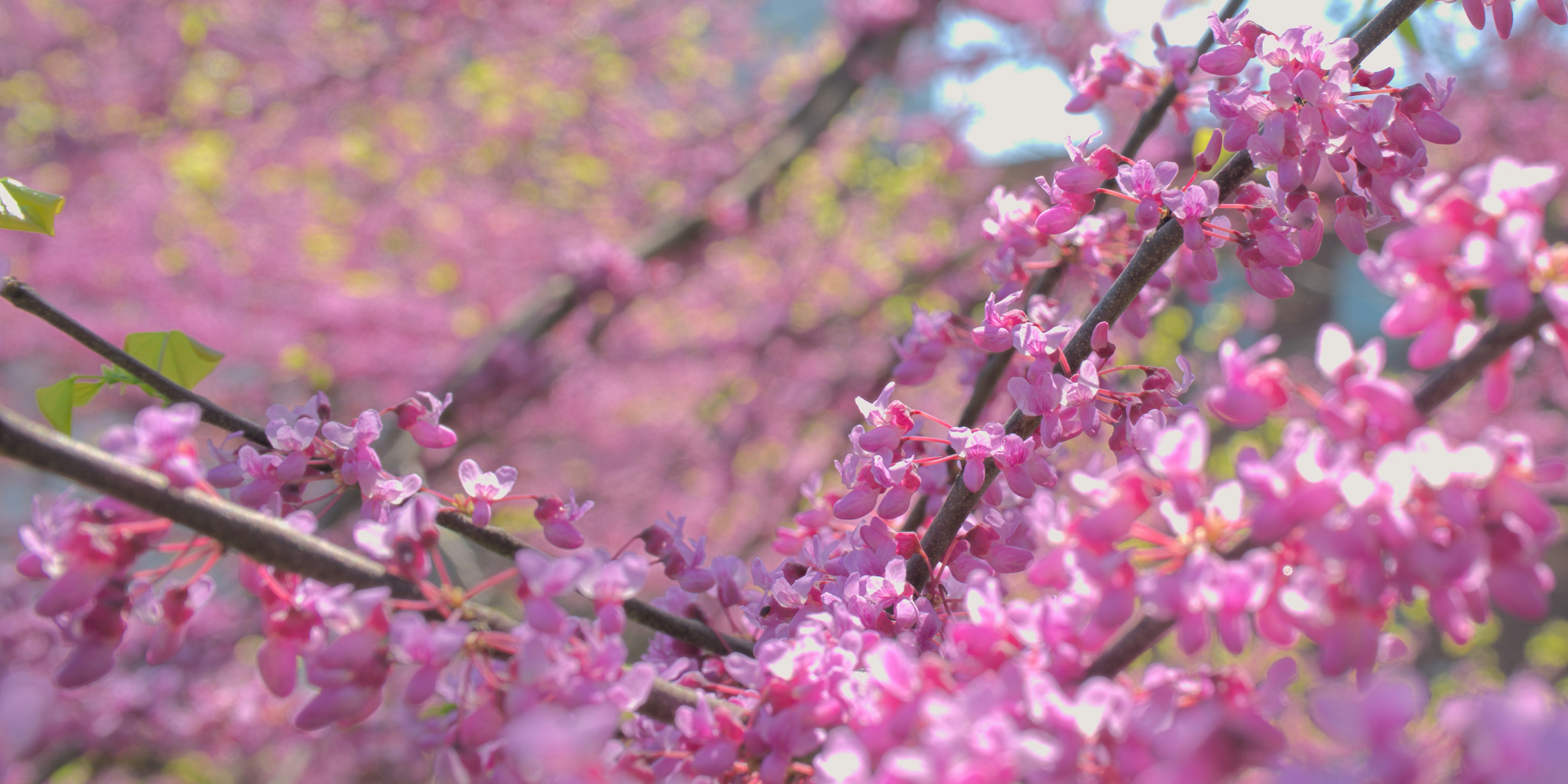 Petals in Focus: A Burst of Spring on the Branch