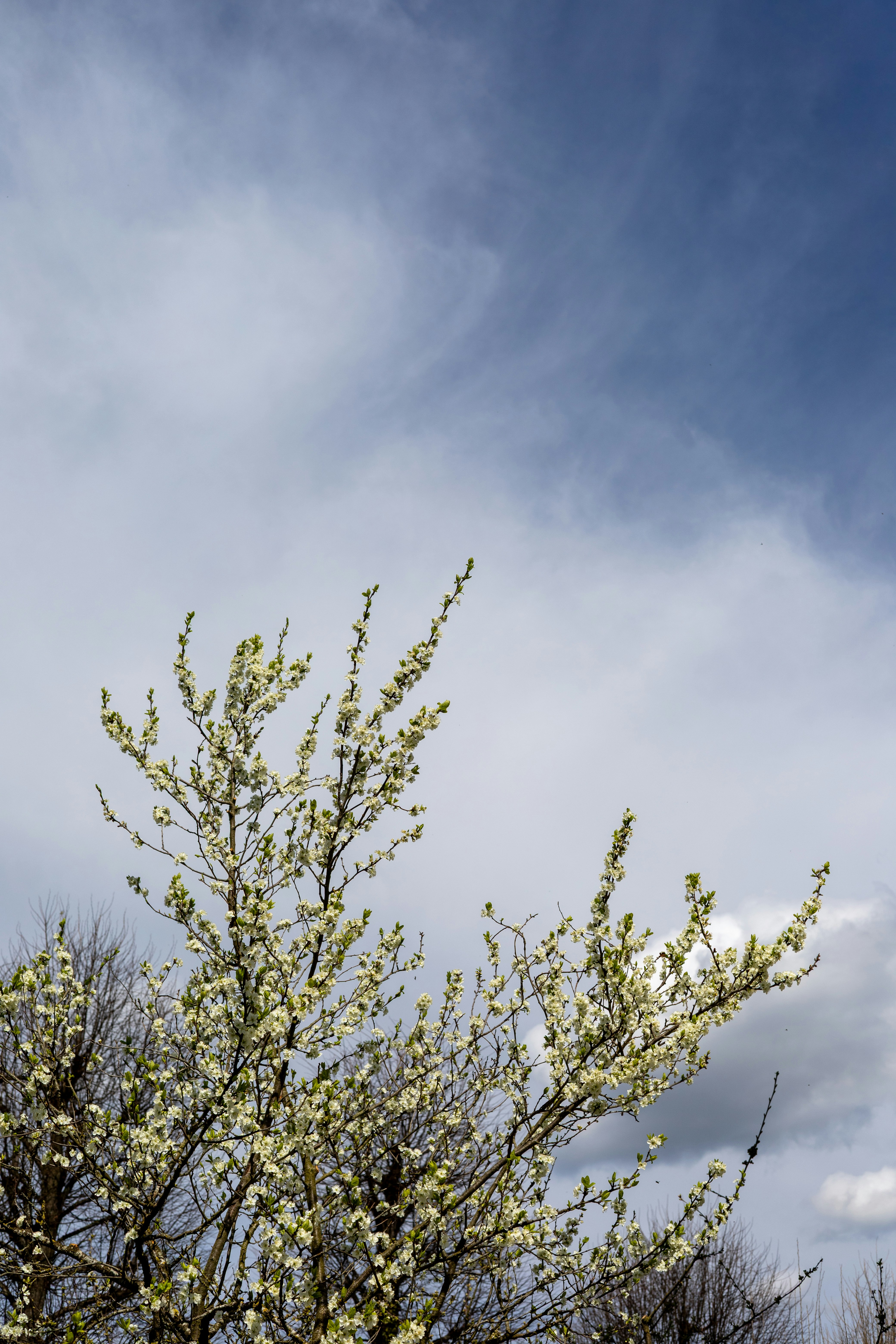 Blossoming Branches Reaching into a Sky-Blue Gap