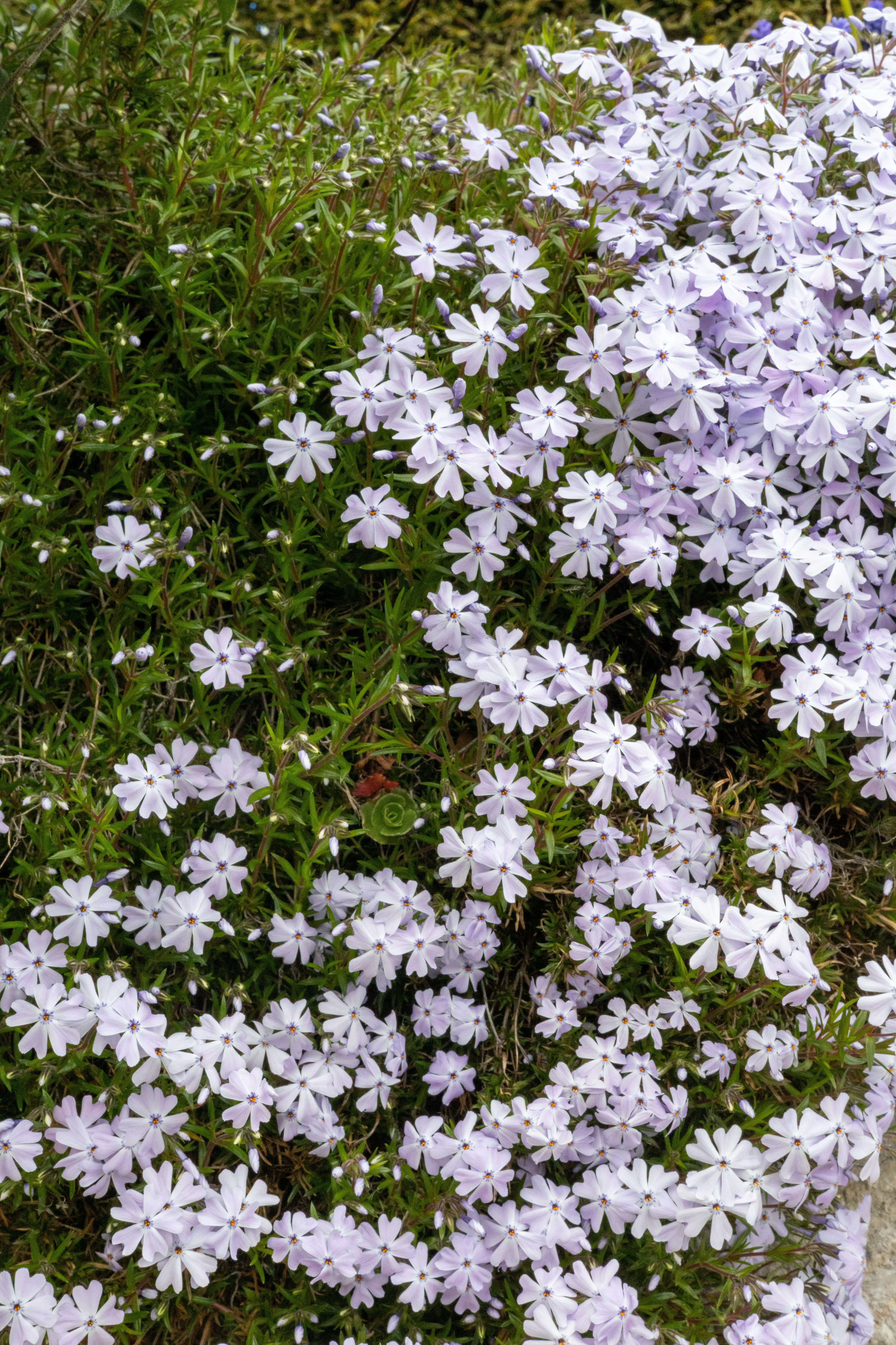 Lavender‑white blooms blanket the ground in a sunlit garden