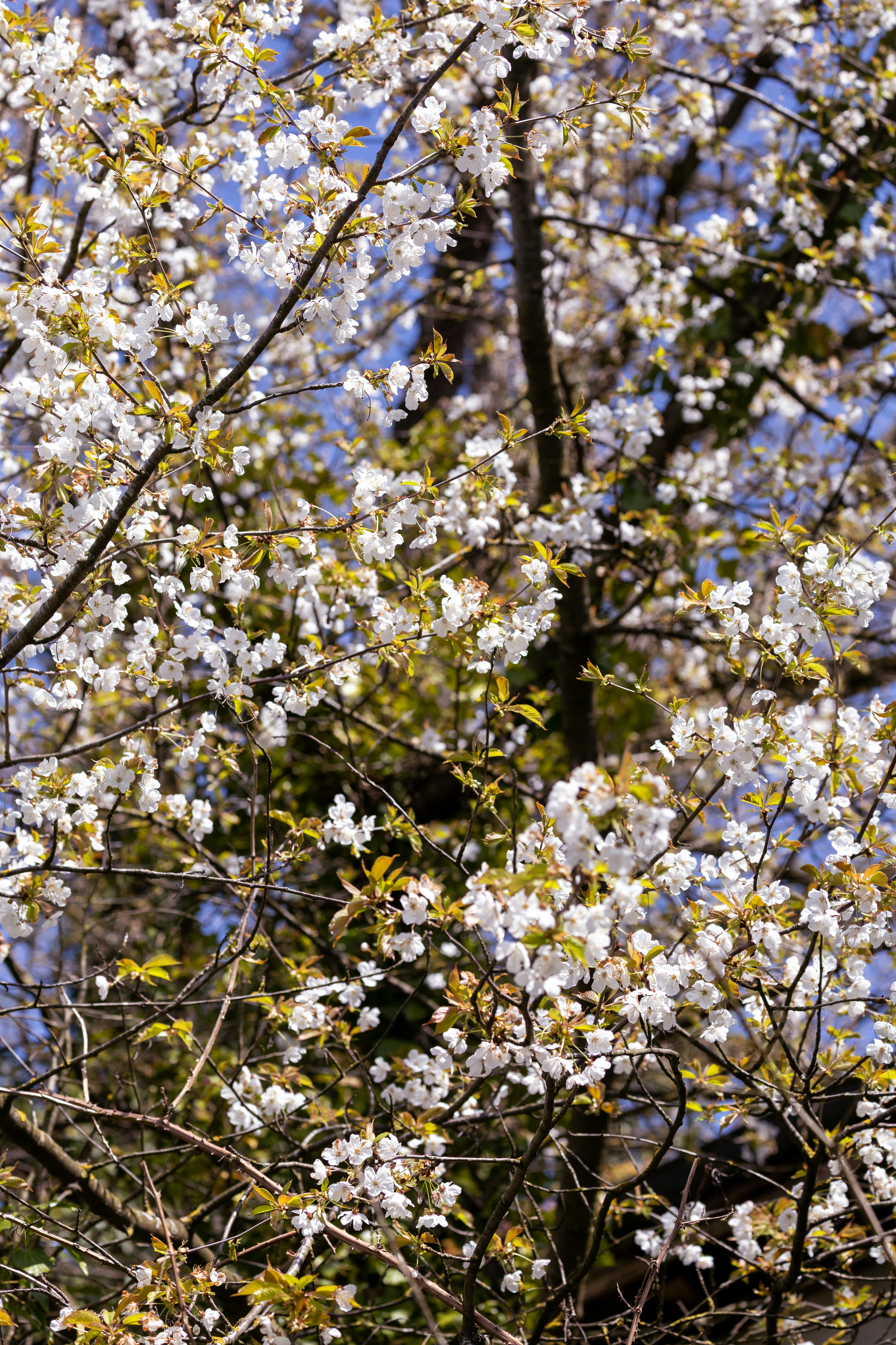 Cherry Blossoms in Full Bloom: A Latticed Symphony of White Petals