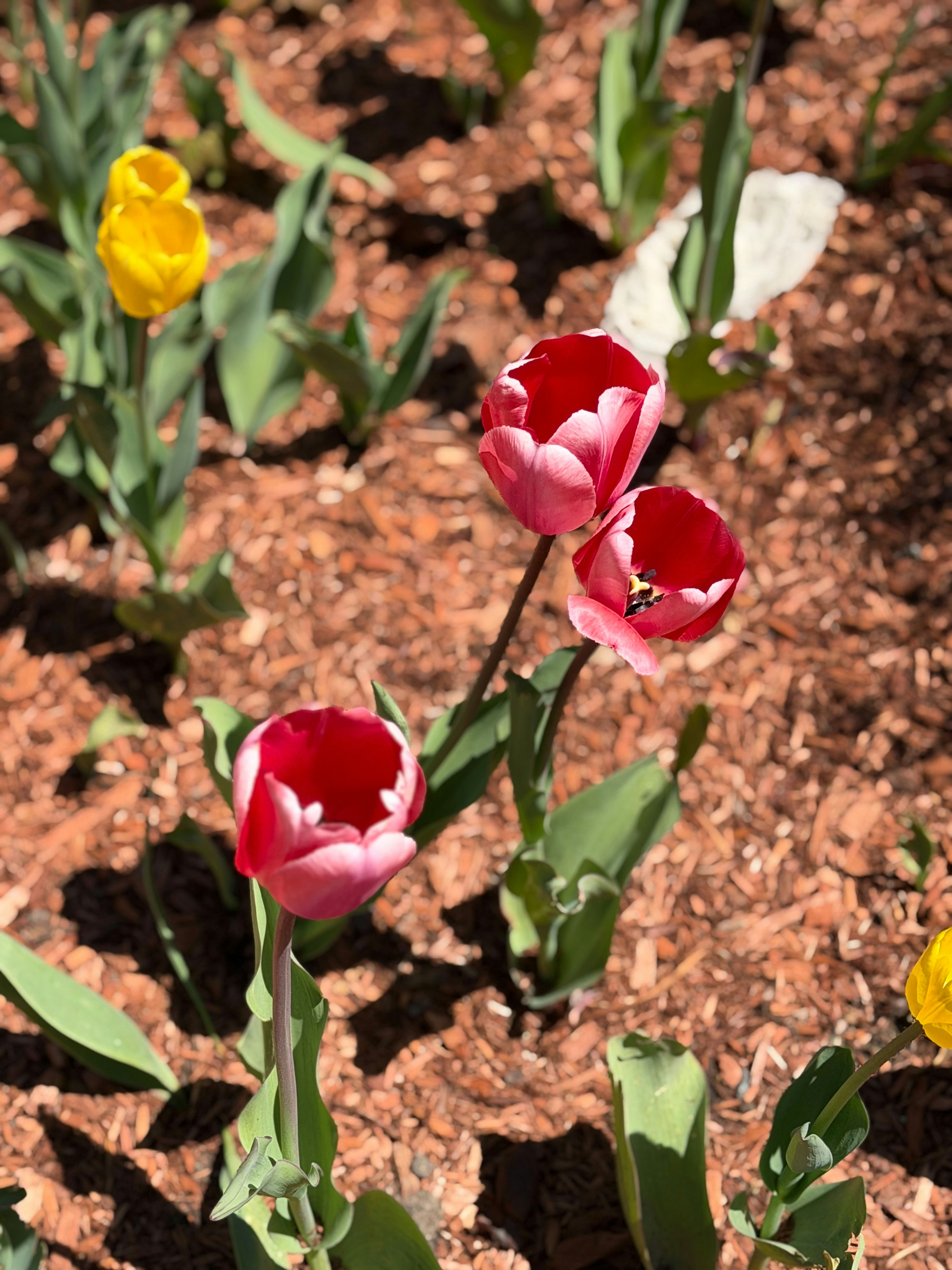 Pink Tulip Quartet on Sunlit Bed