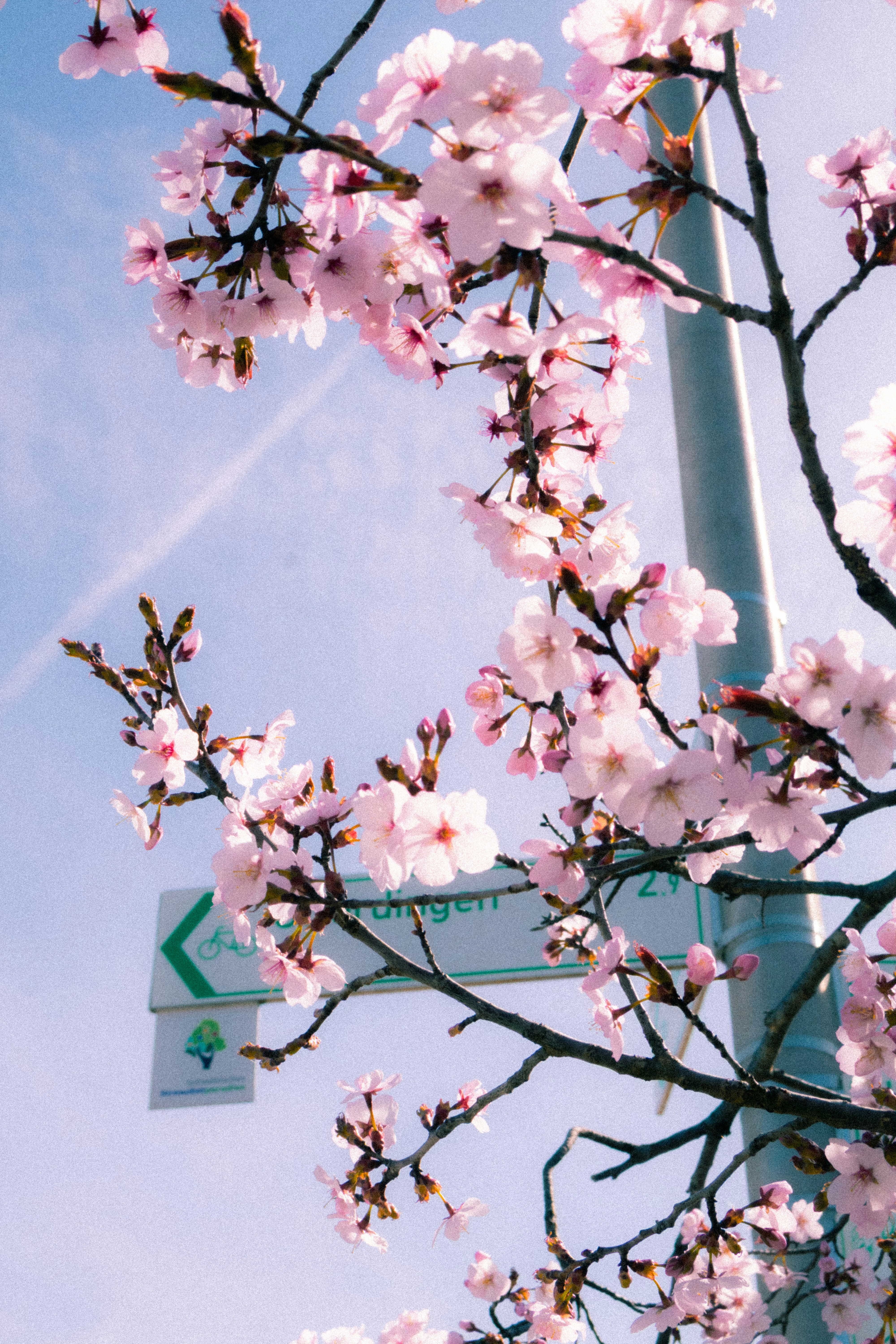 Petals in the Sky: Cherry Blossoms Framing a Street Sign