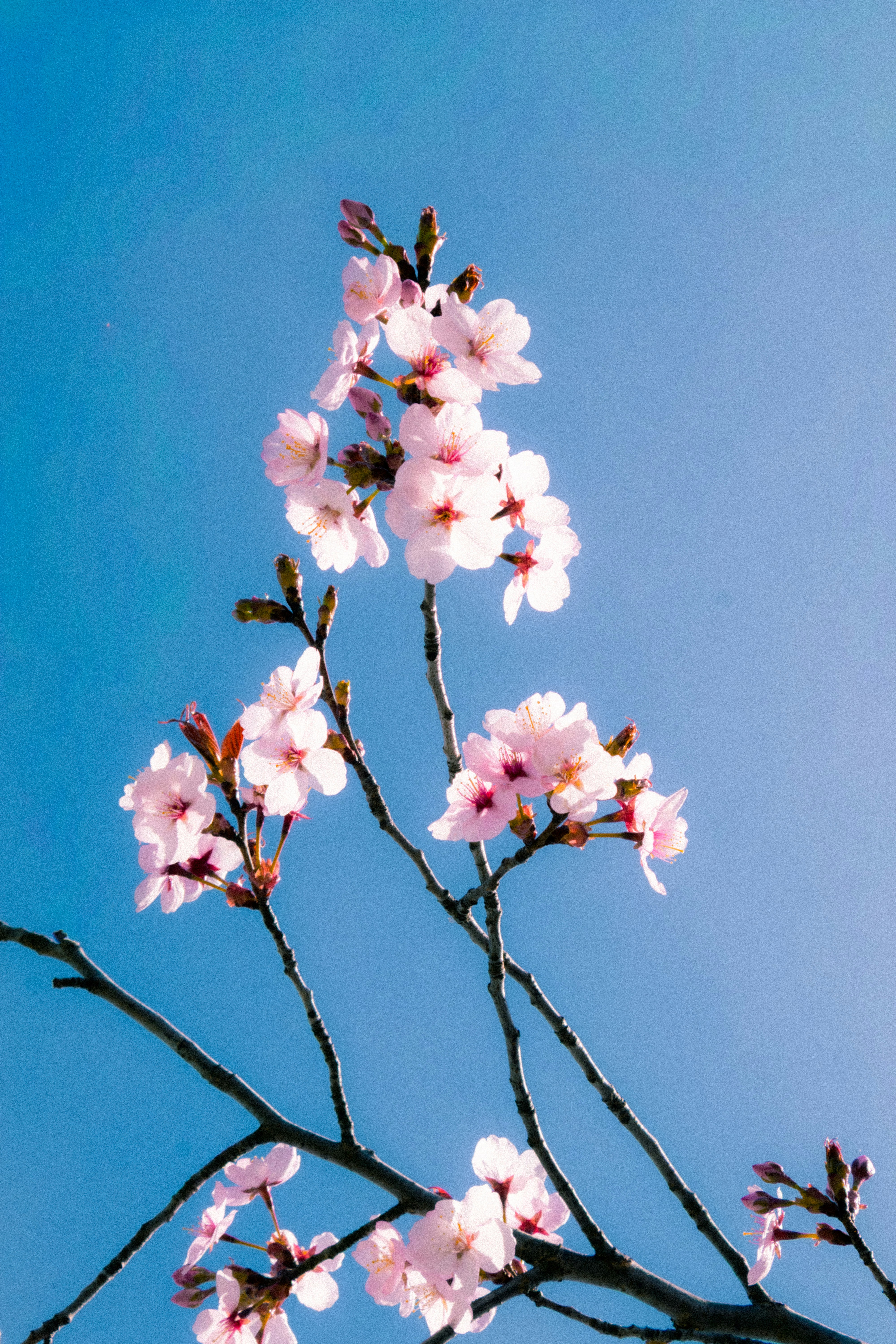 Blossoms Reaching into a Clear Spring Sky